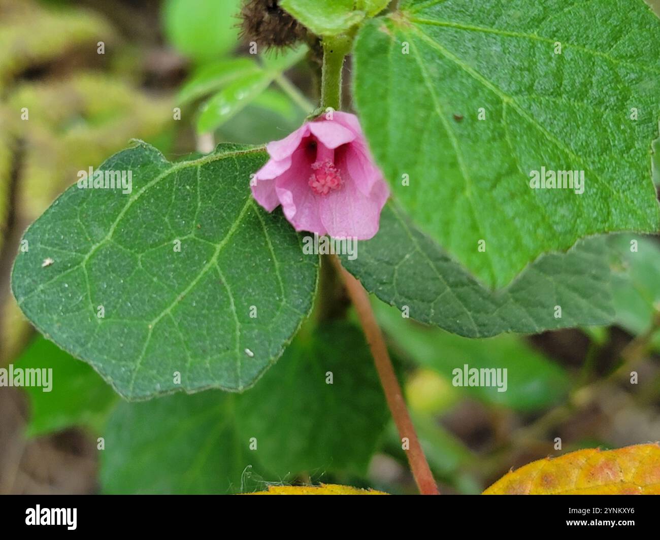 Caesar weed (Urena lobata Stock Photo - Alamy