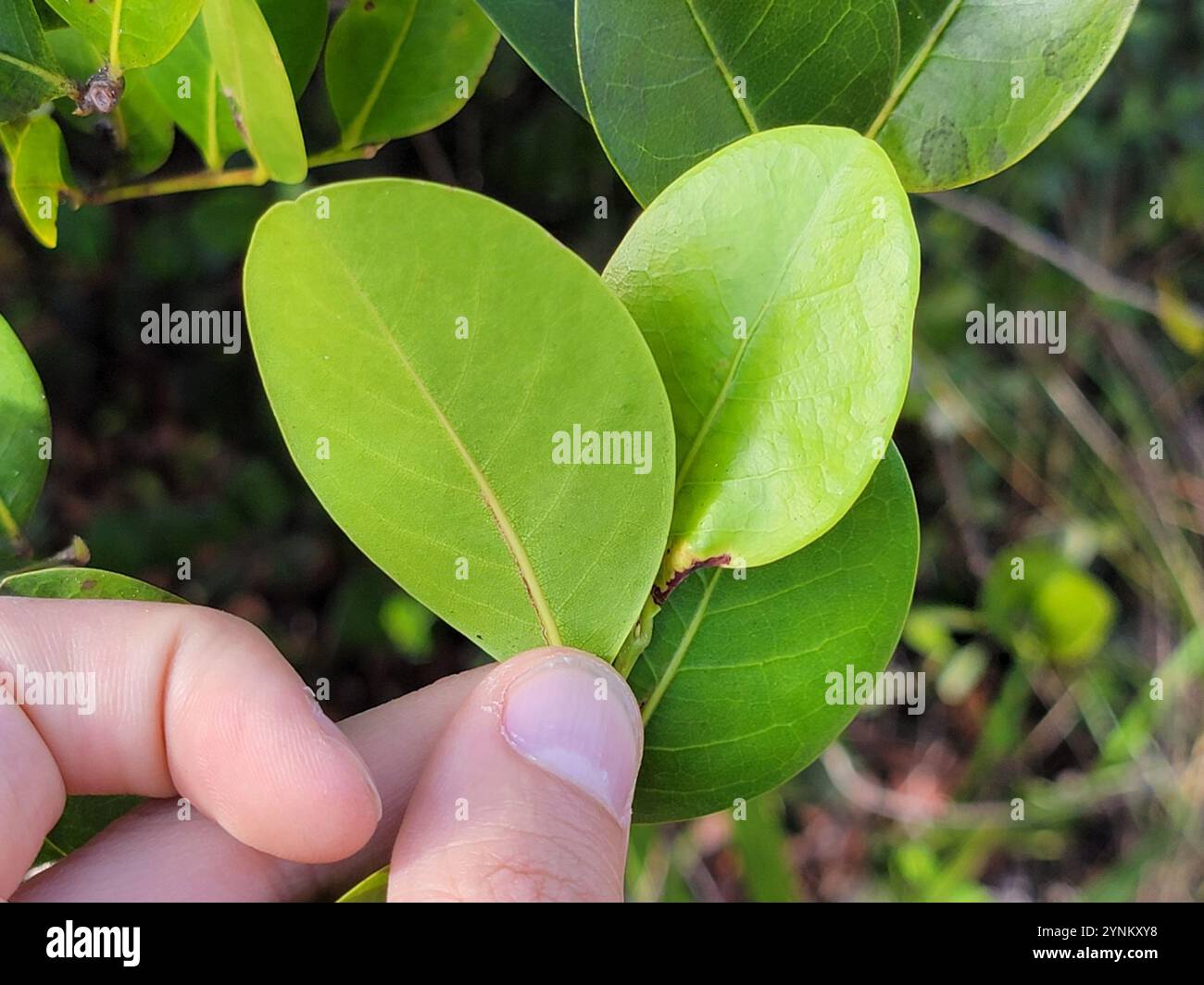 Cocoplum (Chrysobalanus icaco Stock Photo - Alamy