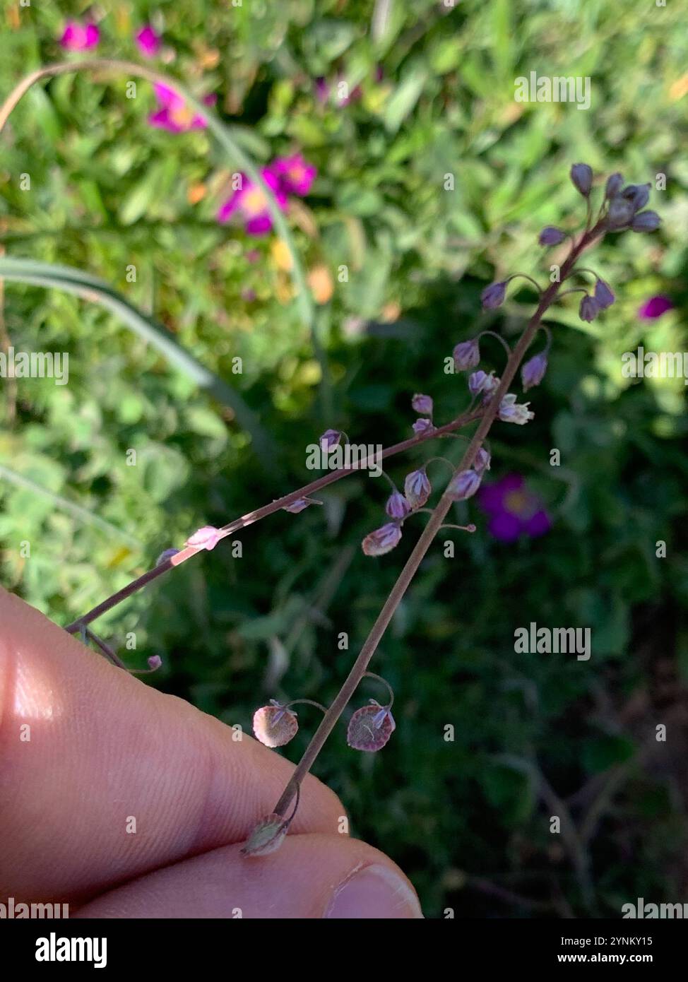 sand fringepod (Thysanocarpus curvipes Stock Photo - Alamy