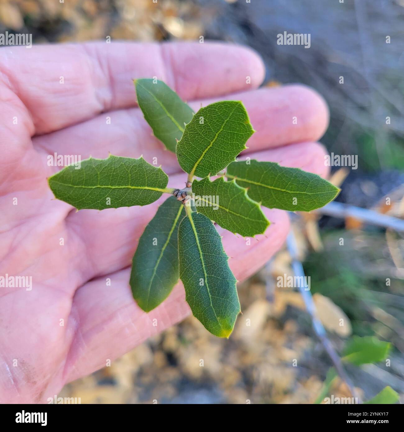 interior live oak (Quercus wislizeni Stock Photo - Alamy