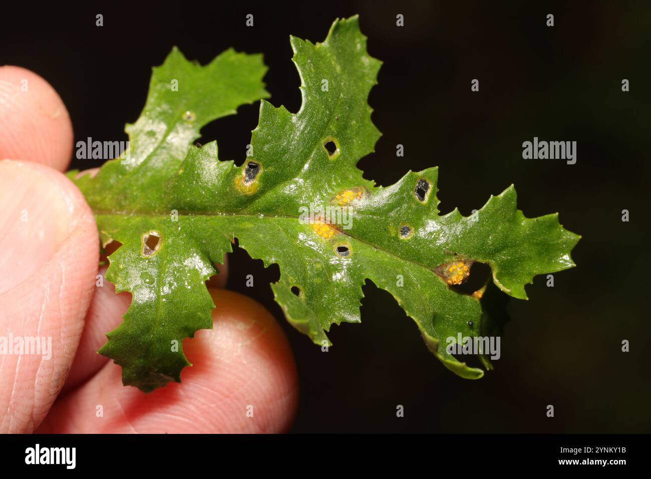 Groundsel crown rust (Puccinia lagenophorae Stock Photo - Alamy