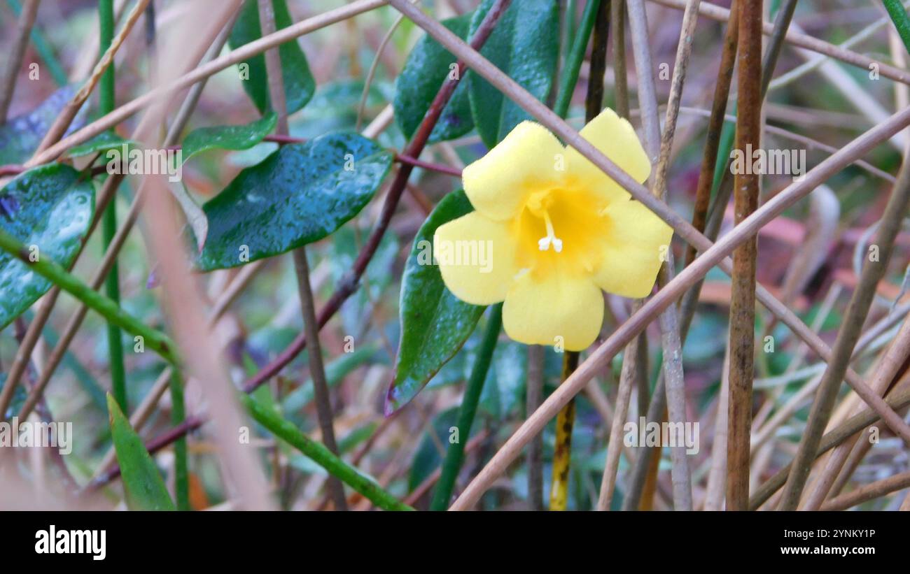 yellow jessamine (Gelsemium sempervirens Stock Photo - Alamy