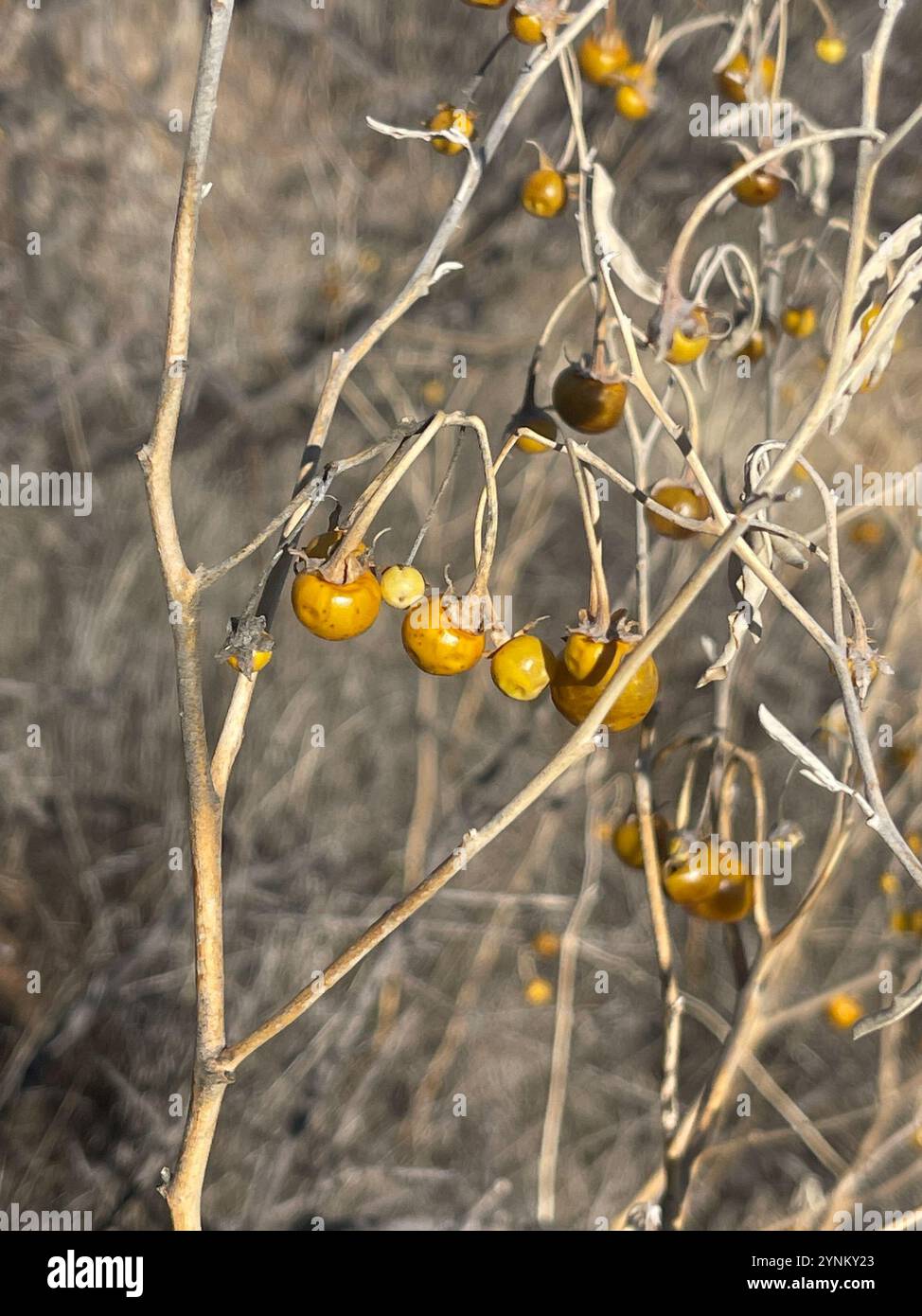 silverleaf nightshade (Solanum elaeagnifolium Stock Photo - Alamy