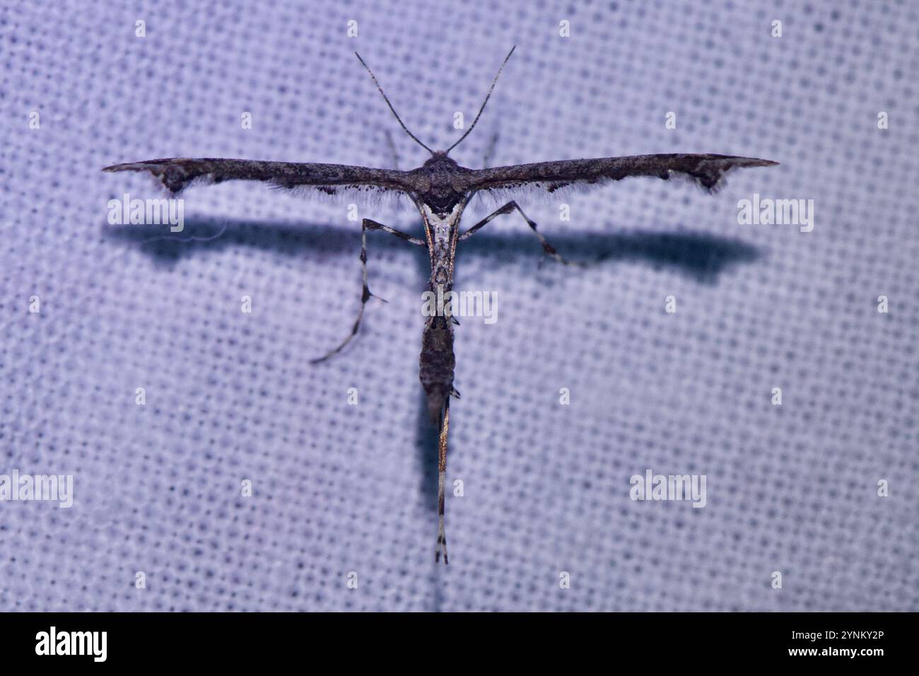 Sage Plume Moth (Anstenoptilia marmarodactyla Stock Photo - Alamy