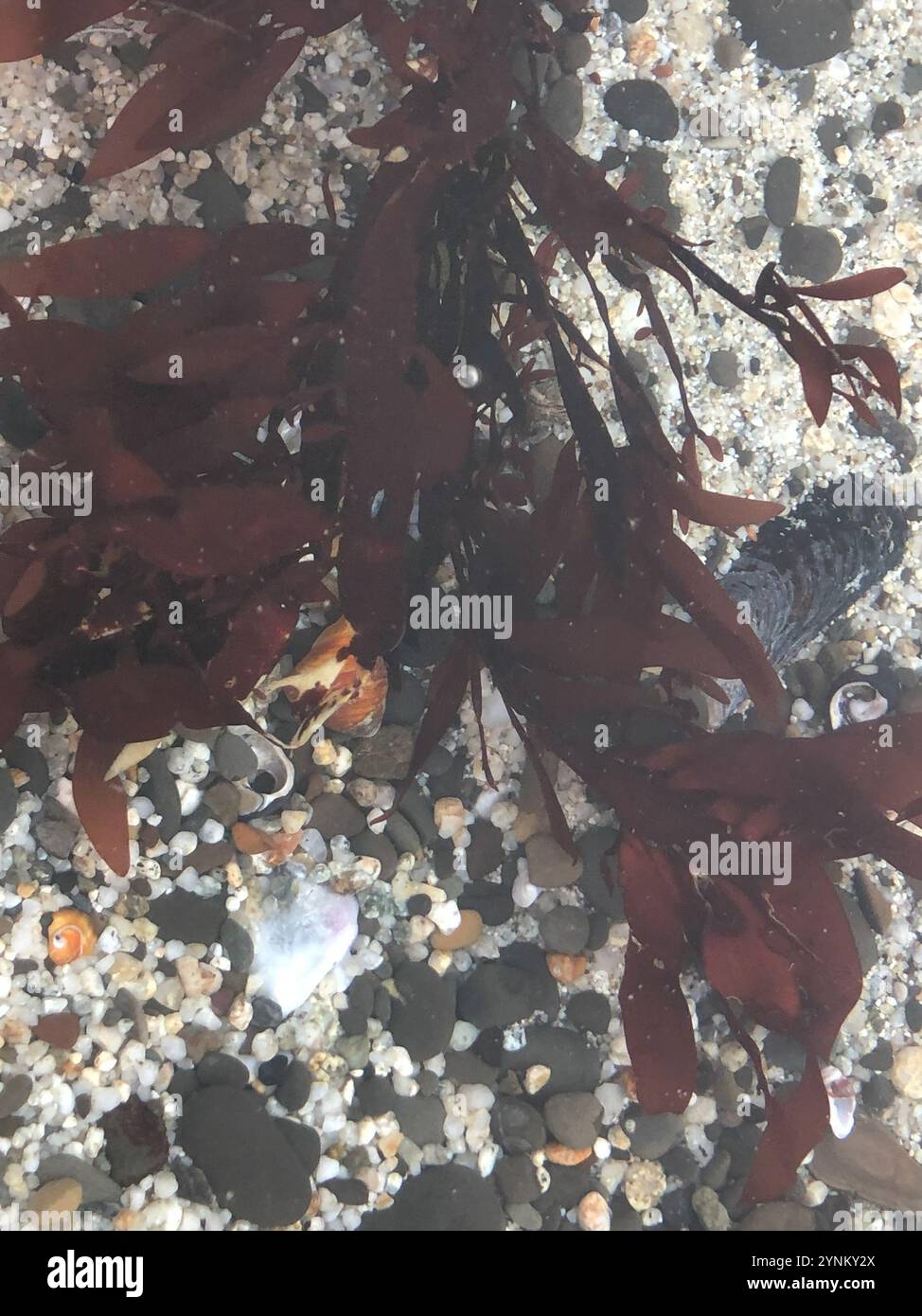 Bleach Weed (Prionitis sternbergii Stock Photo - Alamy