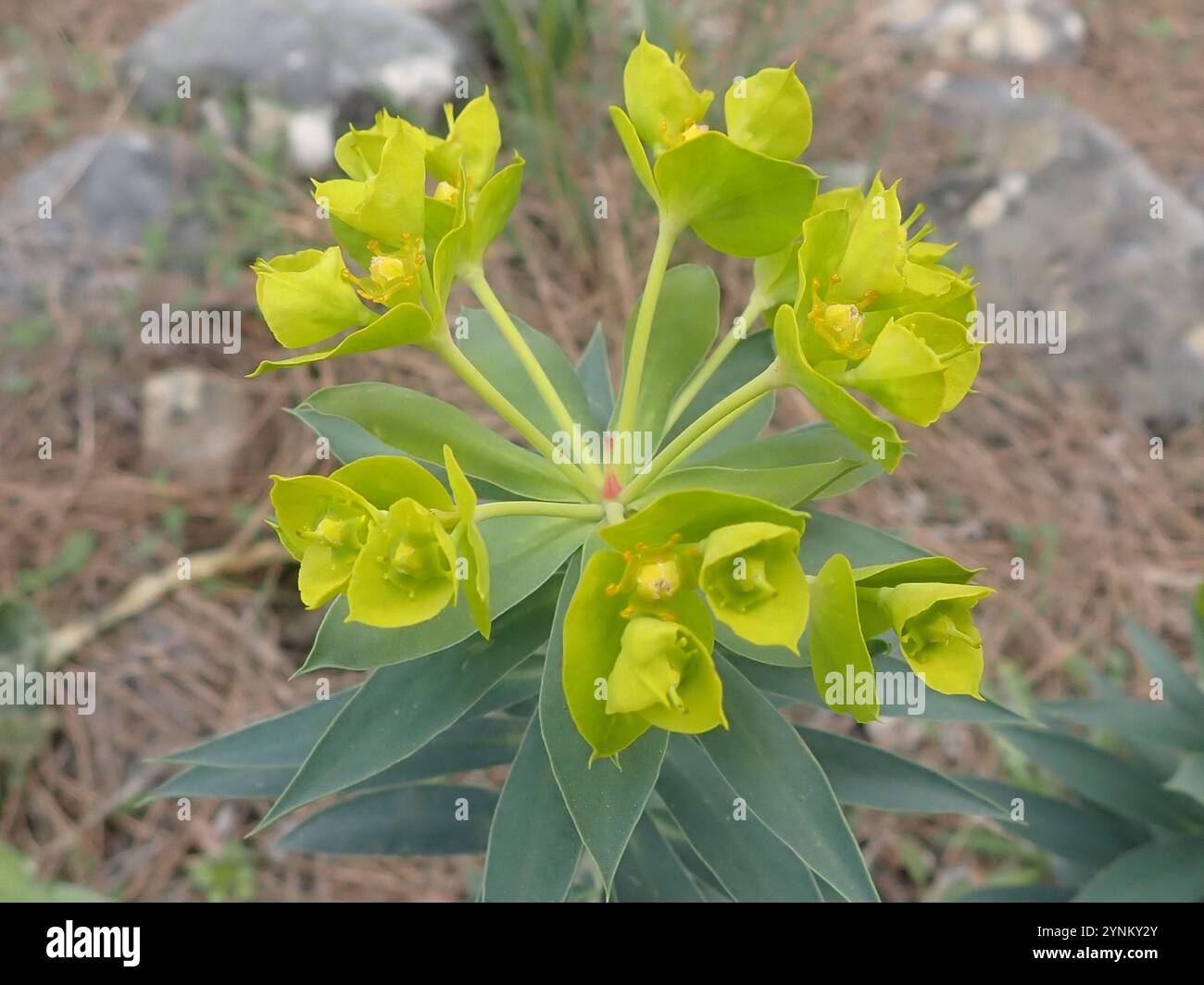 Gopher plant (Euphorbia rigida Stock Photo - Alamy