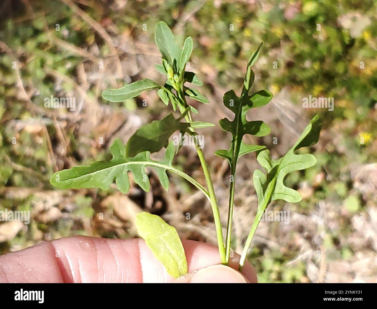 Sisymbrium irio hi-res stock photography and images - Alamy
