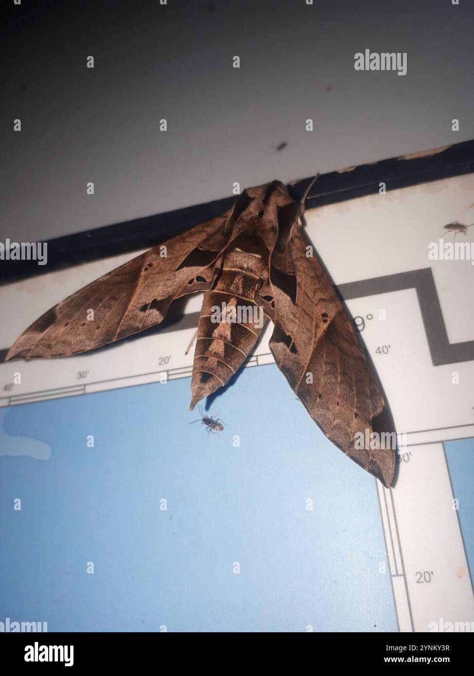 Satellite Sphinx (Eumorpha satellitia Stock Photo - Alamy