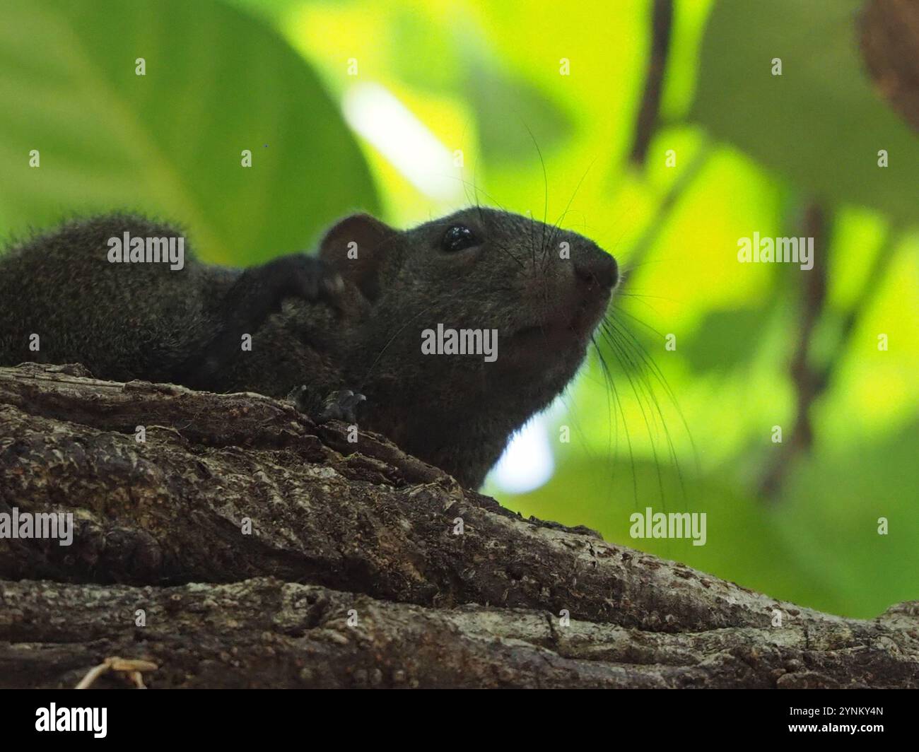 Taiwan Squirrel (Callosciurus erythraeus thaiwanensis Stock Photo - Alamy