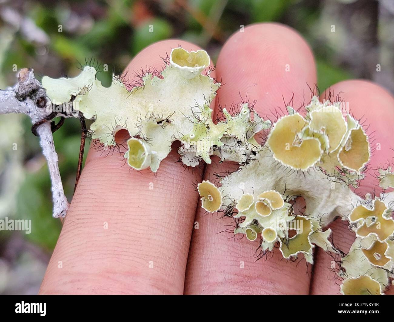 Ruffle Lichens (Parmotrema Stock Photo - Alamy