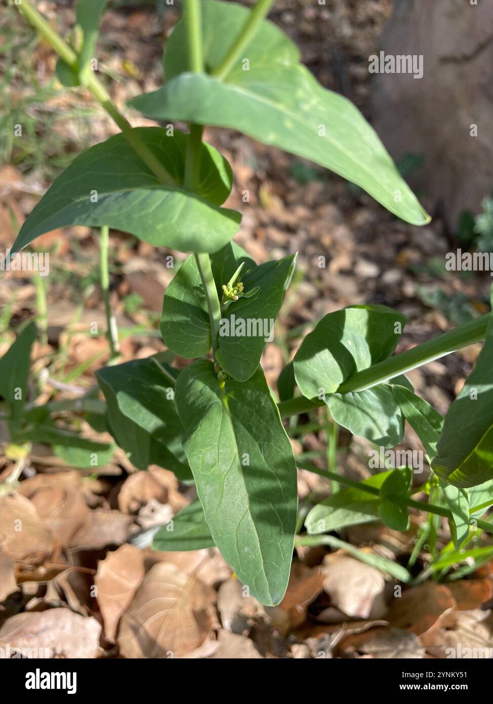 mustard family (Brassicaceae Stock Photo - Alamy