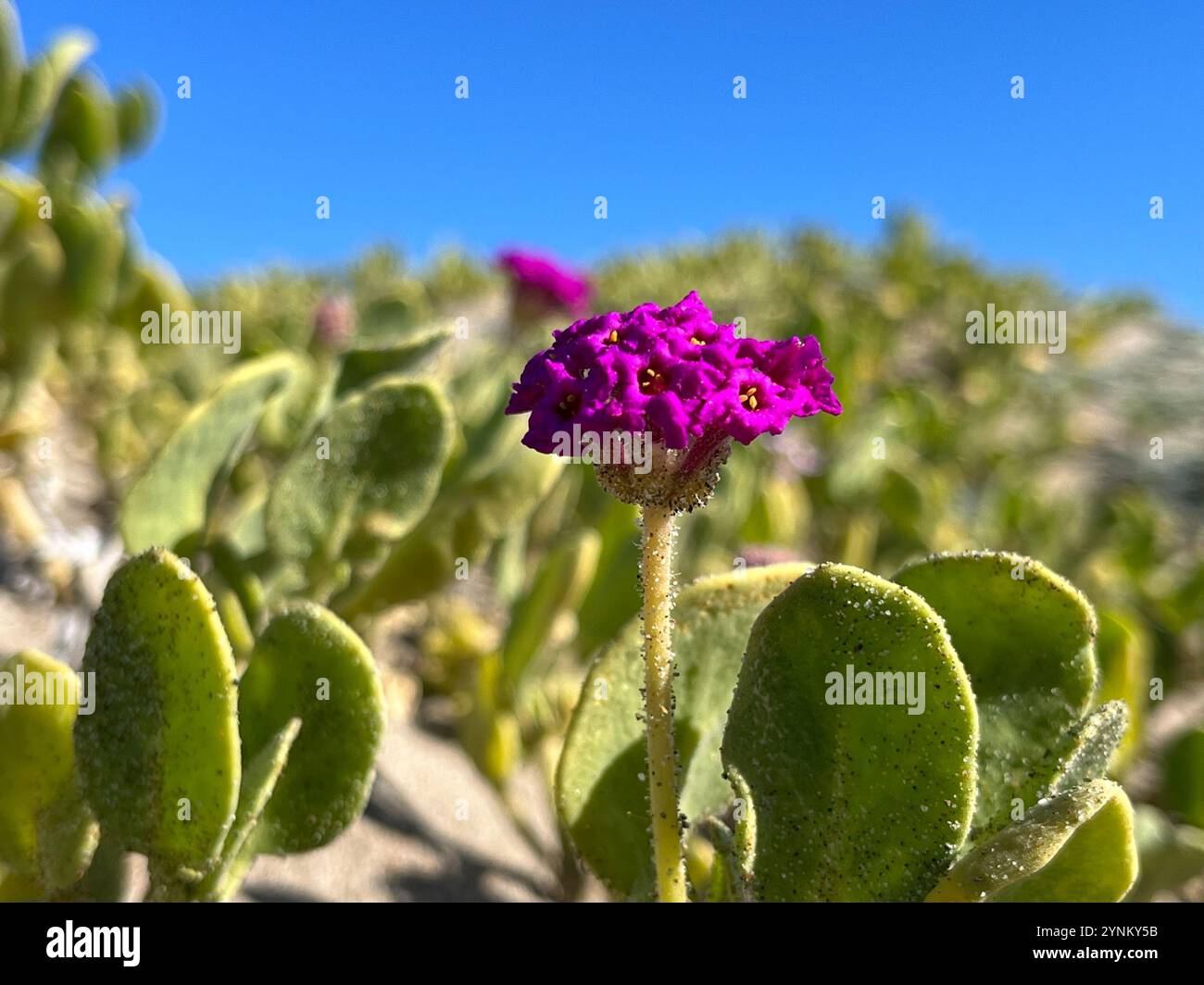 red sand-verbena (Abronia maritima Stock Photo - Alamy