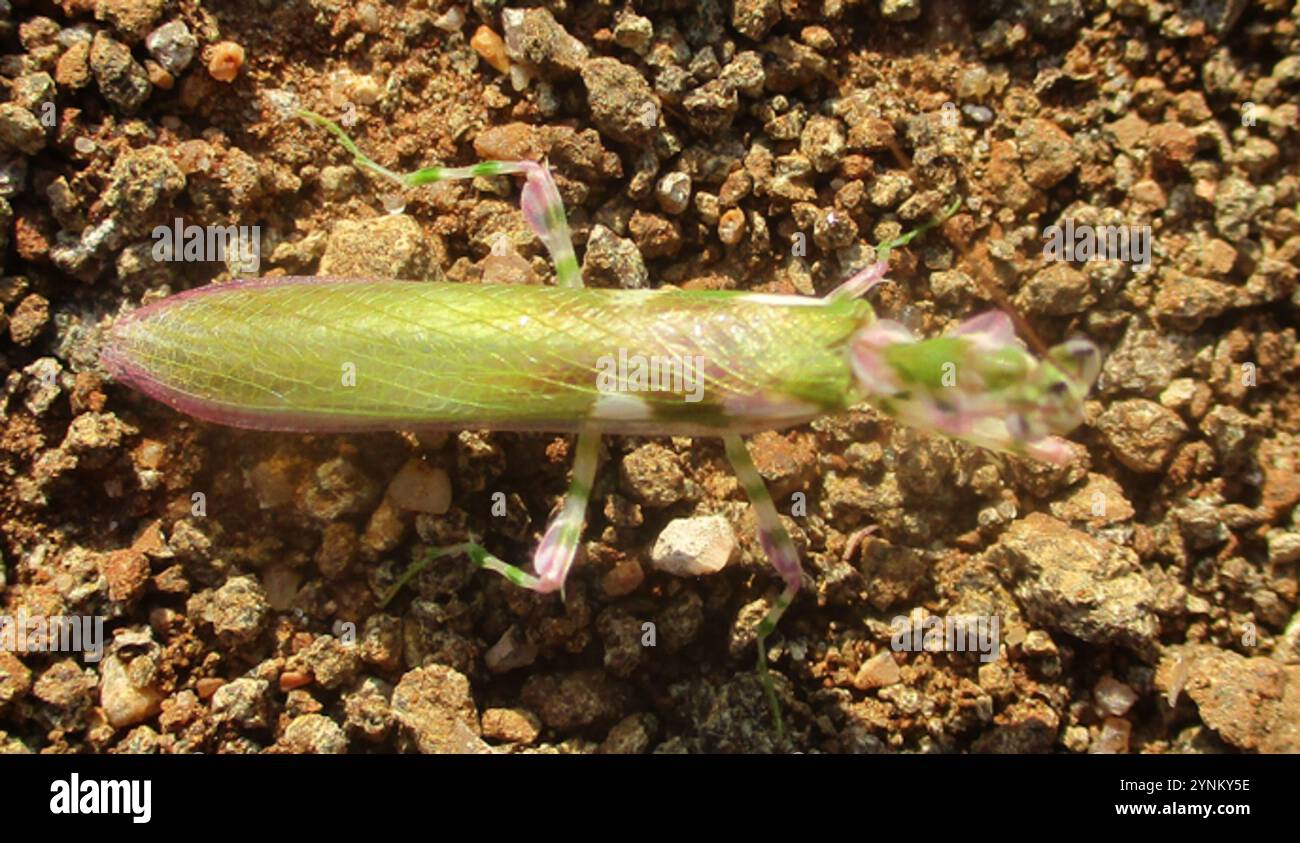 African False Flower Mantis (Harpagomantis tricolor Stock Photo - Alamy