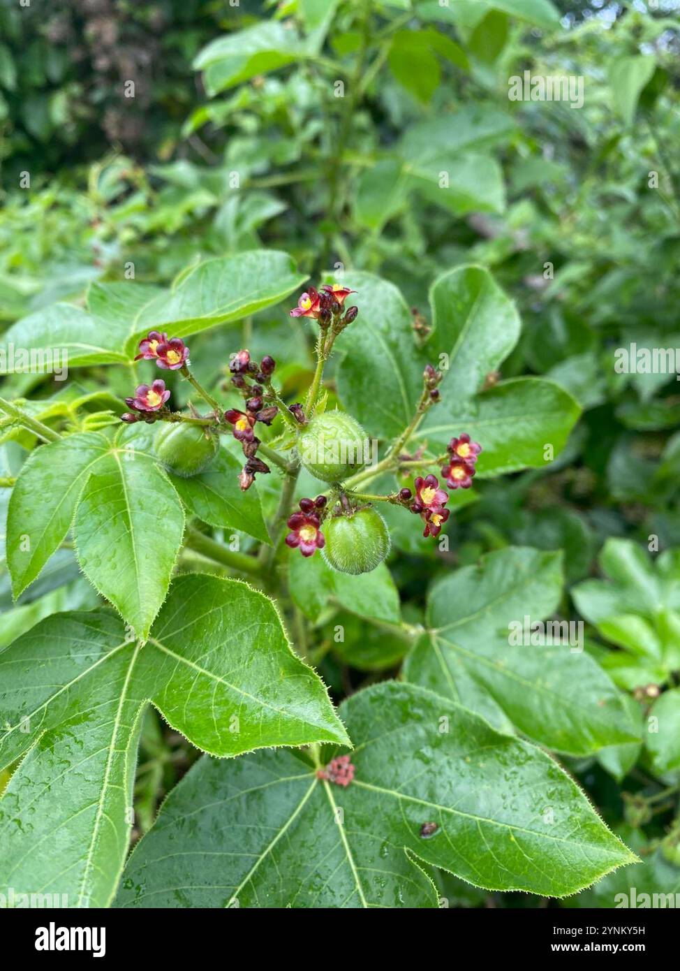 Bellyache Bush (Jatropha gossypiifolia Stock Photo - Alamy