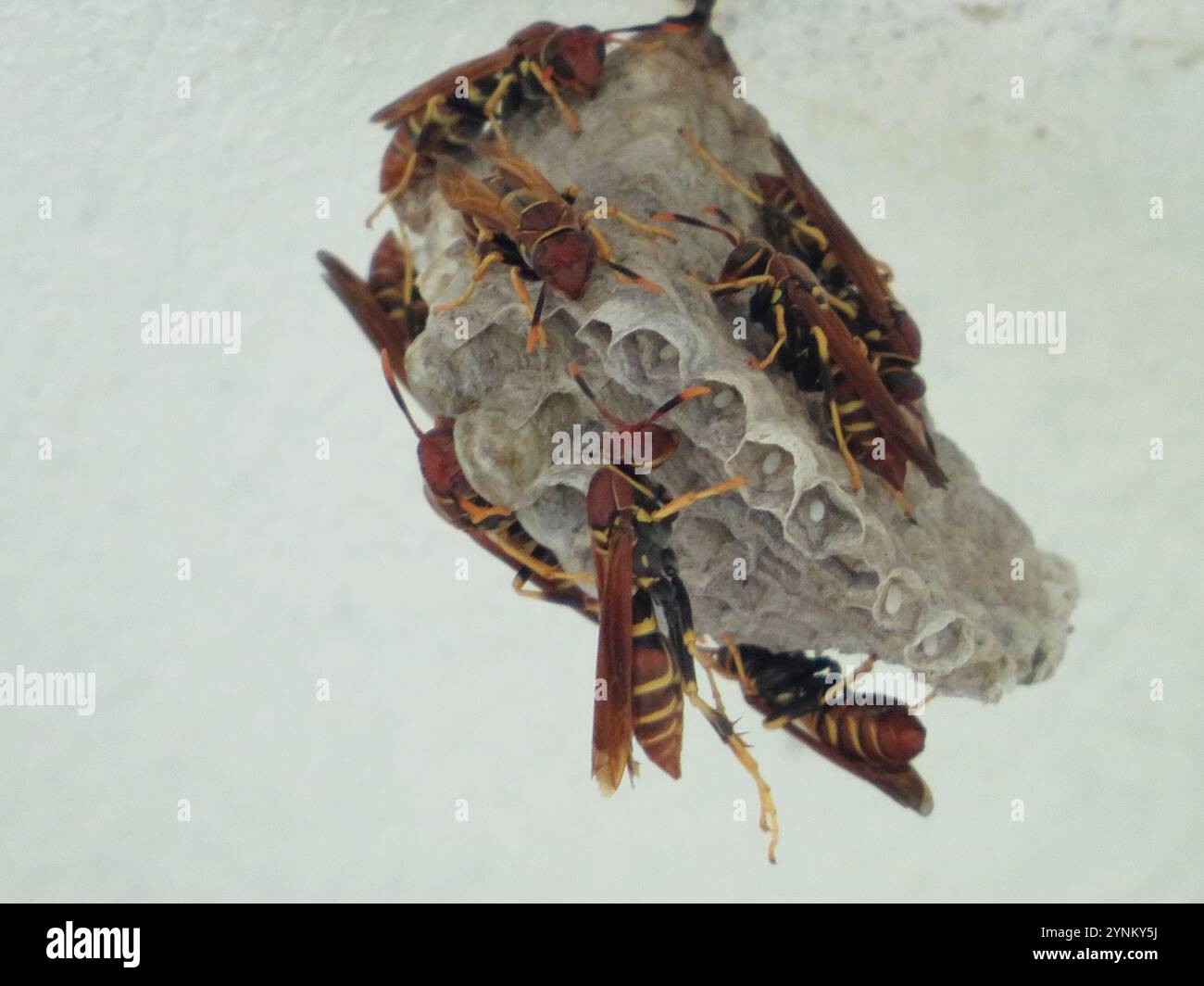 Caribbean Paper Wasp (Polistes crinitus Stock Photo - Alamy