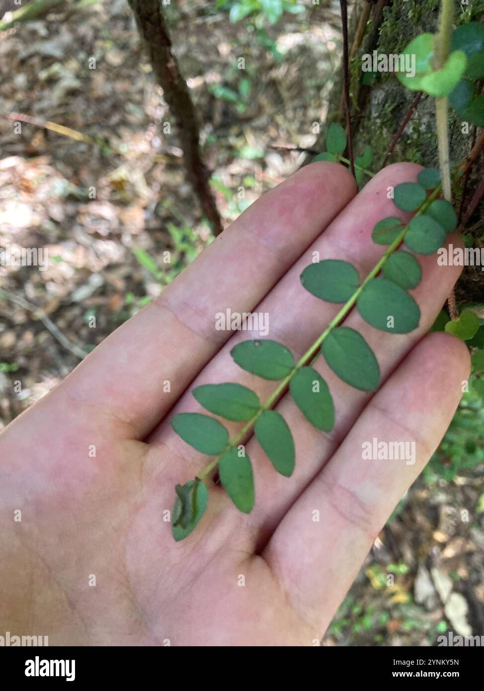 white climbing rātā (Metrosideros diffusa Stock Photo - Alamy