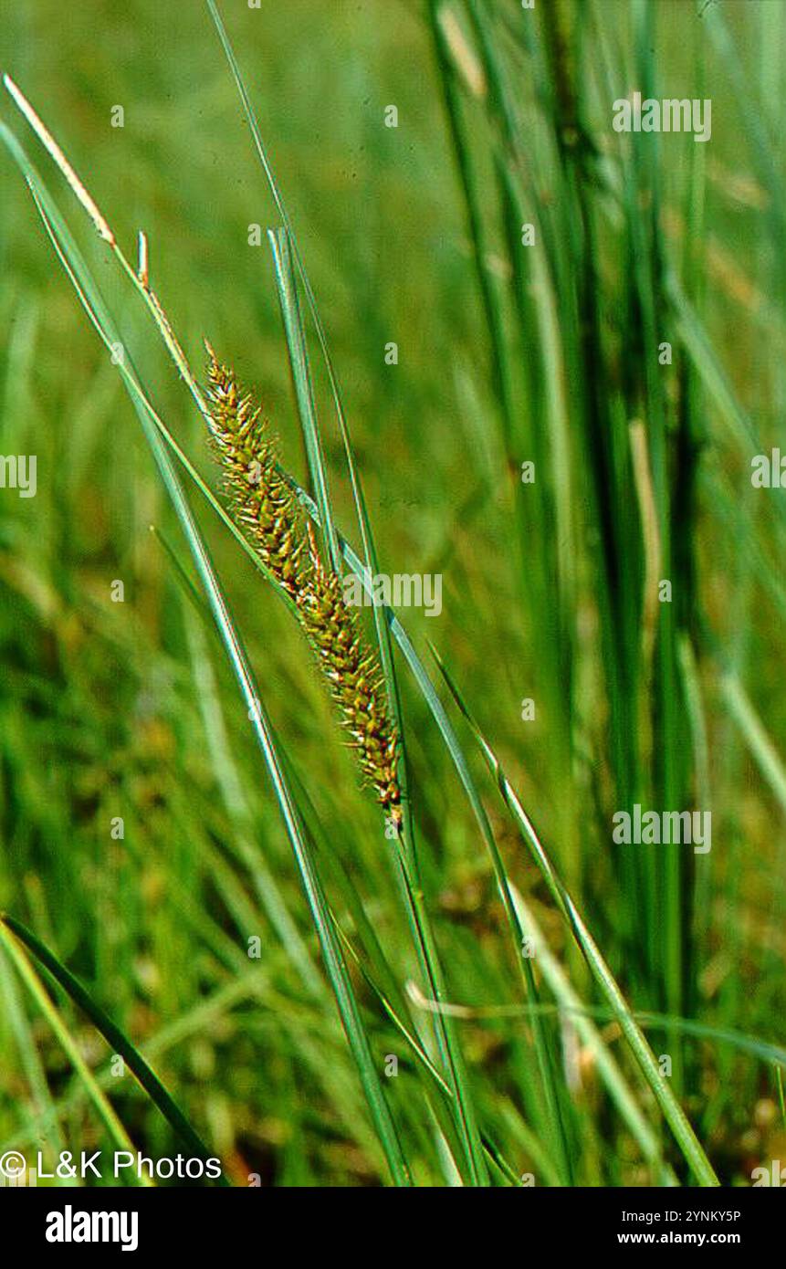 beaked sedge (Carex rostrata Stock Photo - Alamy