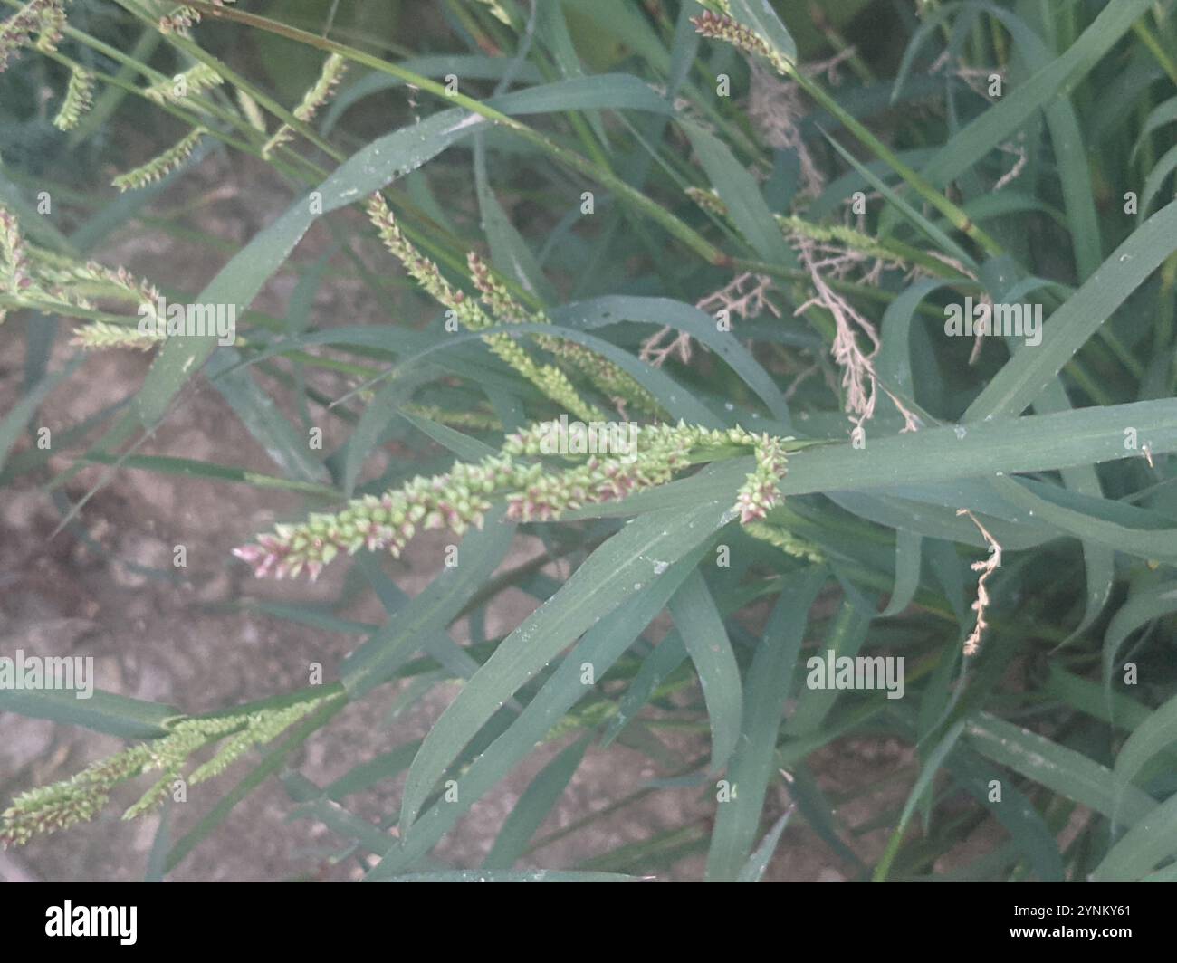 Jungle Rice (Echinochloa colonum Stock Photo - Alamy