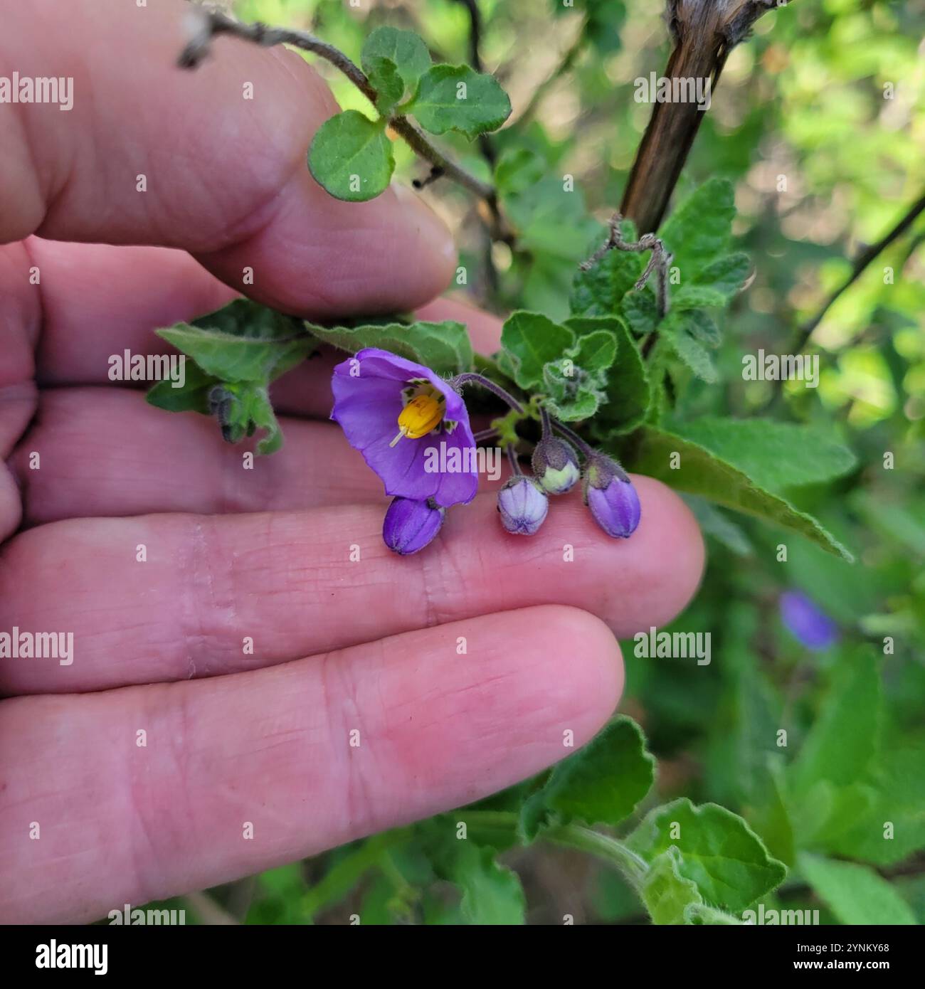 purple nightshade (Solanum xanti Stock Photo - Alamy