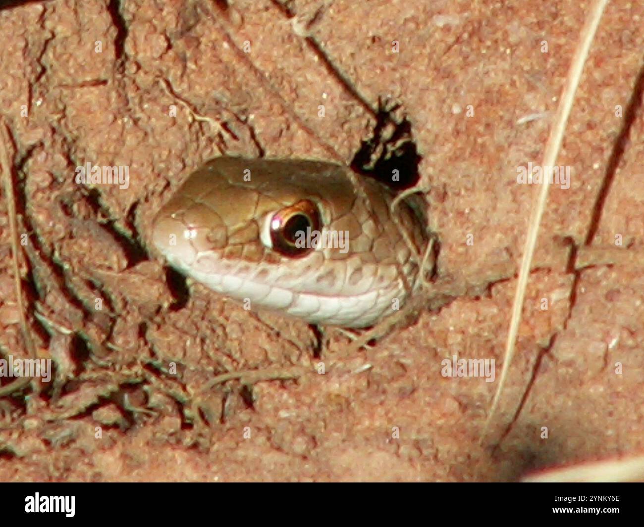 Short snouted whip snake hi-res stock photography and images - Alamy