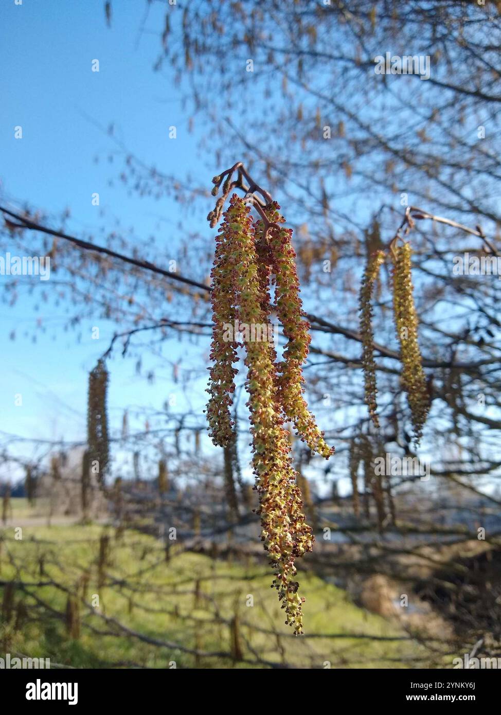white alder (Alnus rhombifolia Stock Photo - Alamy