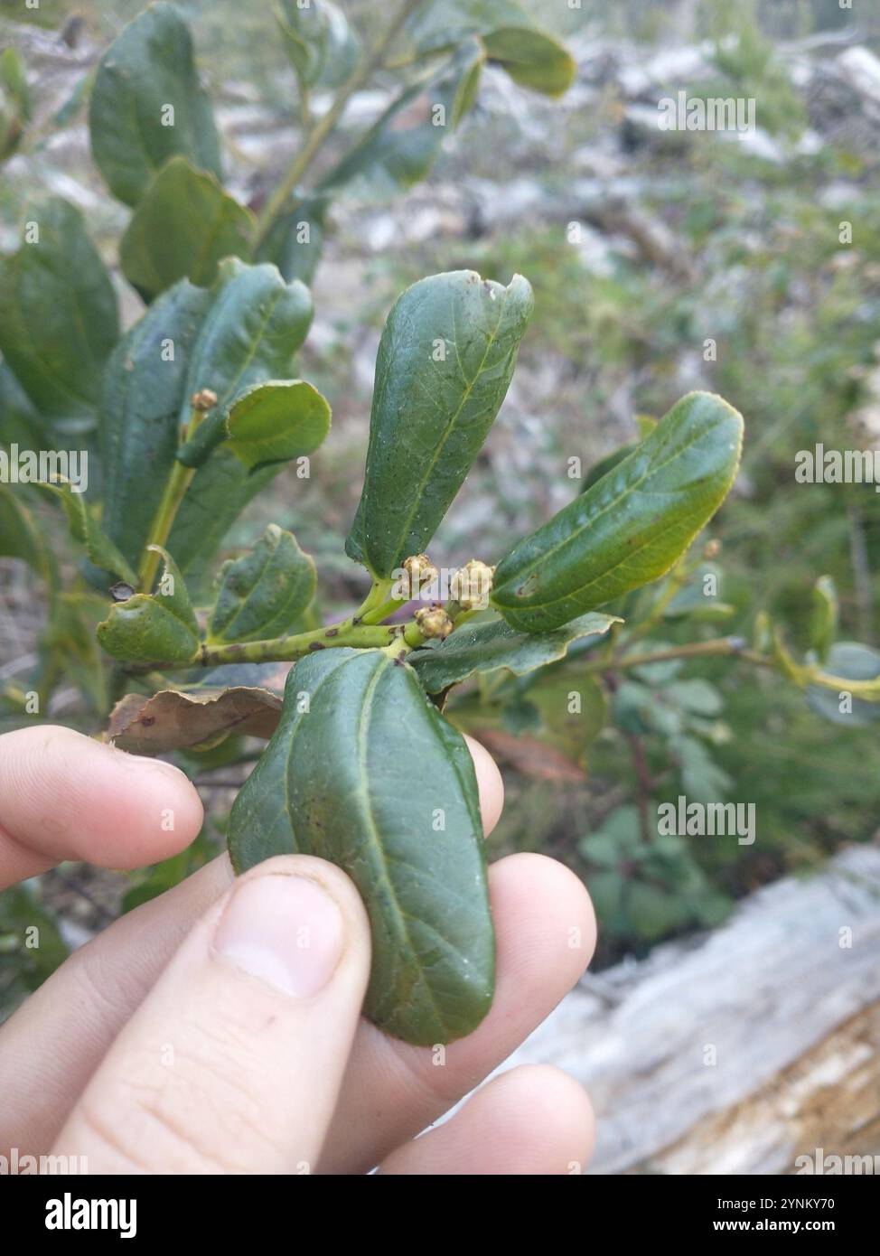 Snowbrush Ceanothus (Ceanothus velutinus Stock Photo - Alamy