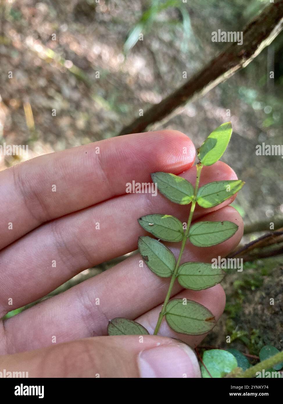 white climbing rātā (Metrosideros diffusa Stock Photo - Alamy