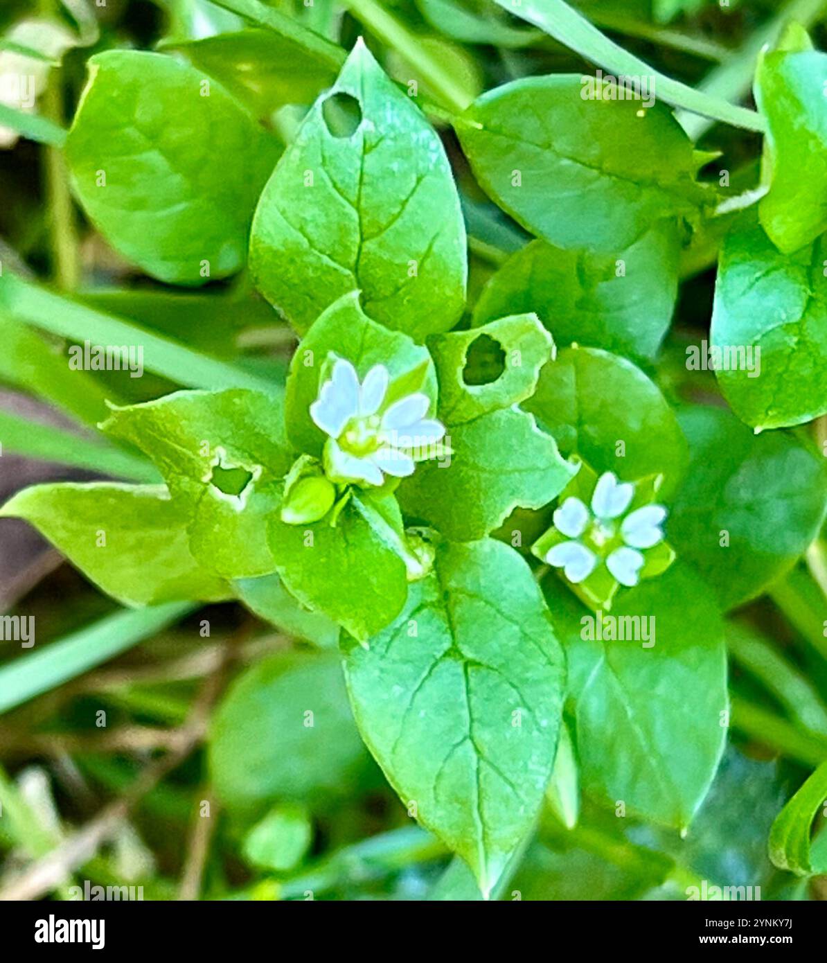 common chickweed (Stellaria media Stock Photo - Alamy
