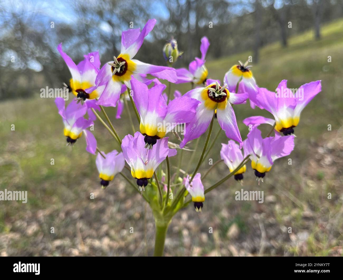 Padre's Shooting Star (Primula clevelandii Stock Photo - Alamy