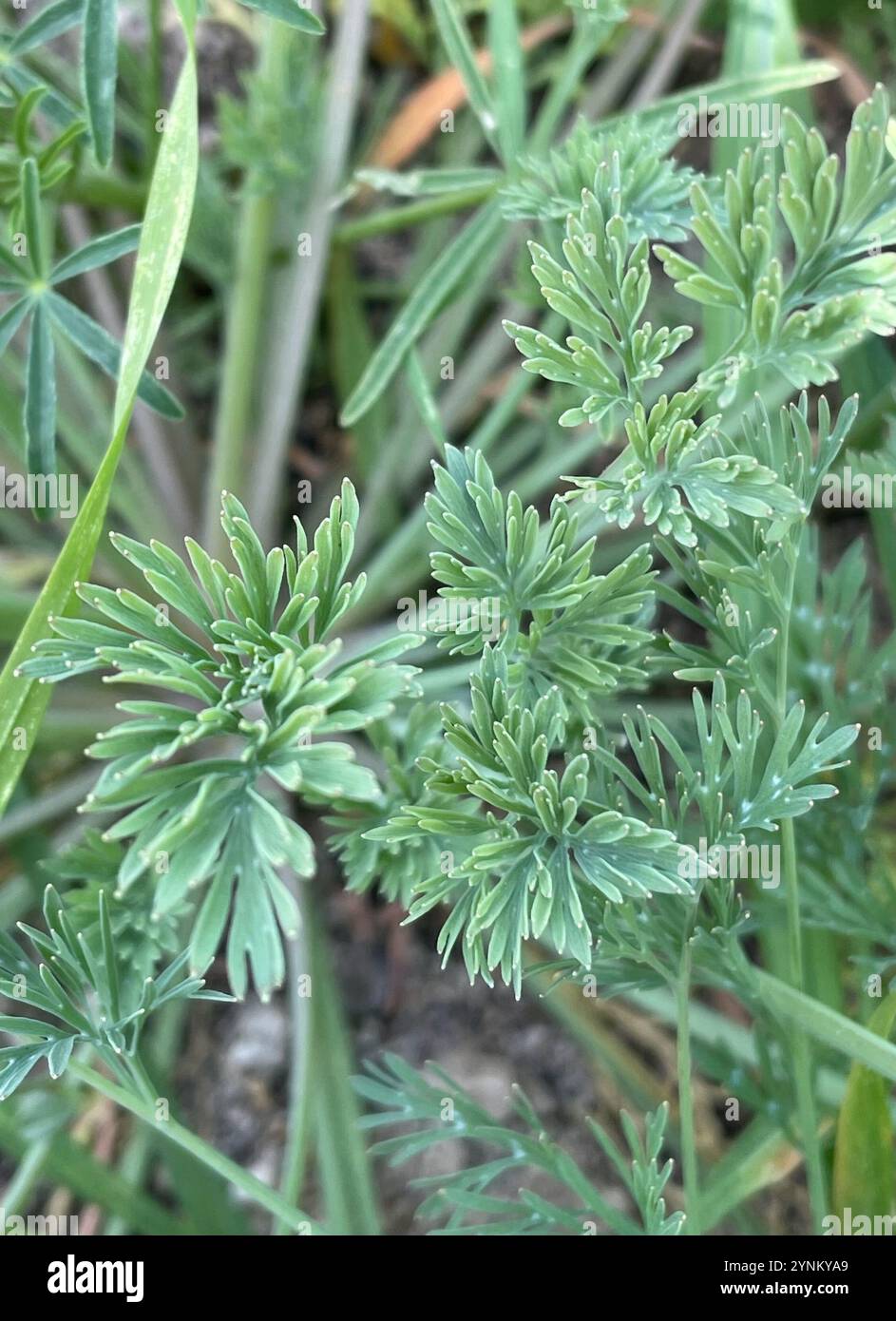 Tufted Poppy (Eschscholzia caespitosa Stock Photo - Alamy