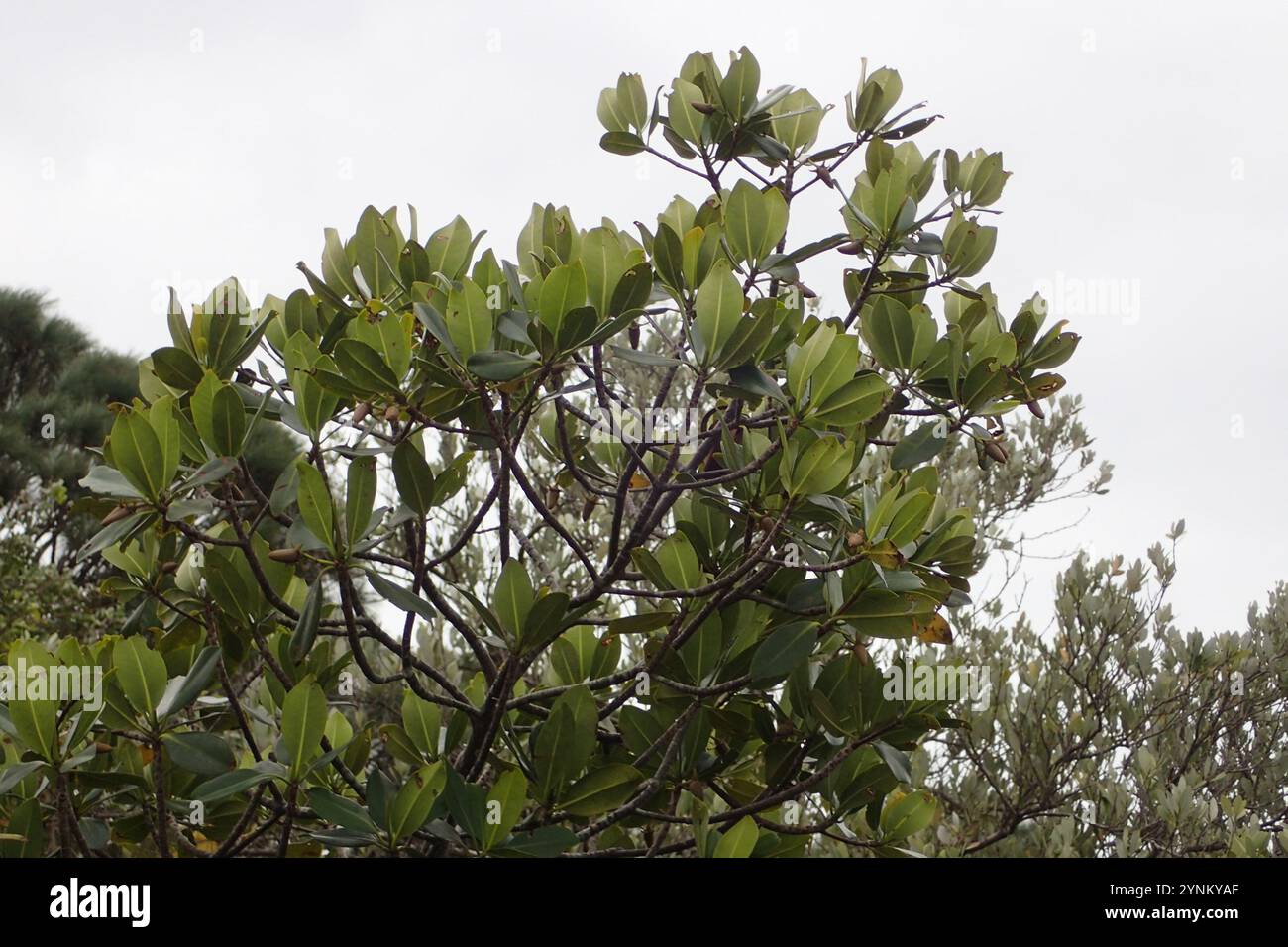 red mangrove (Rhizophora mangle Stock Photo - Alamy
