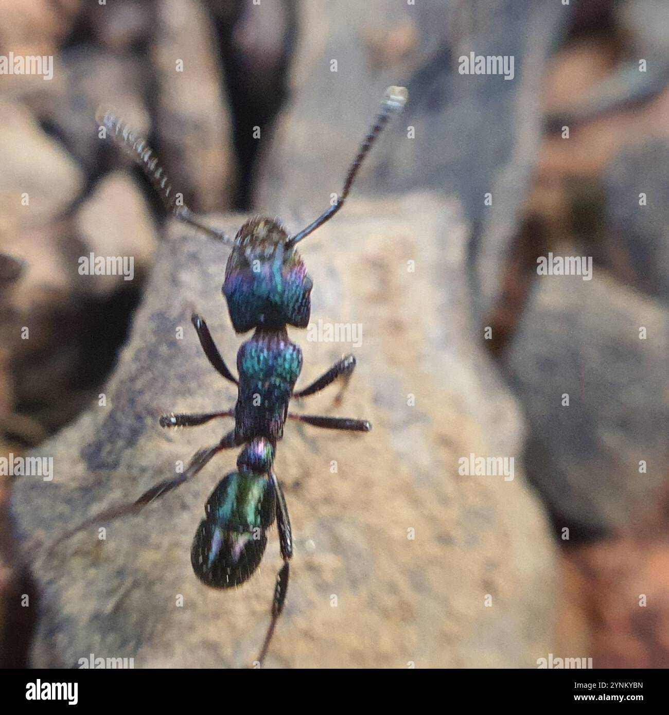 Head ant hi-res stock photography and images - Alamy