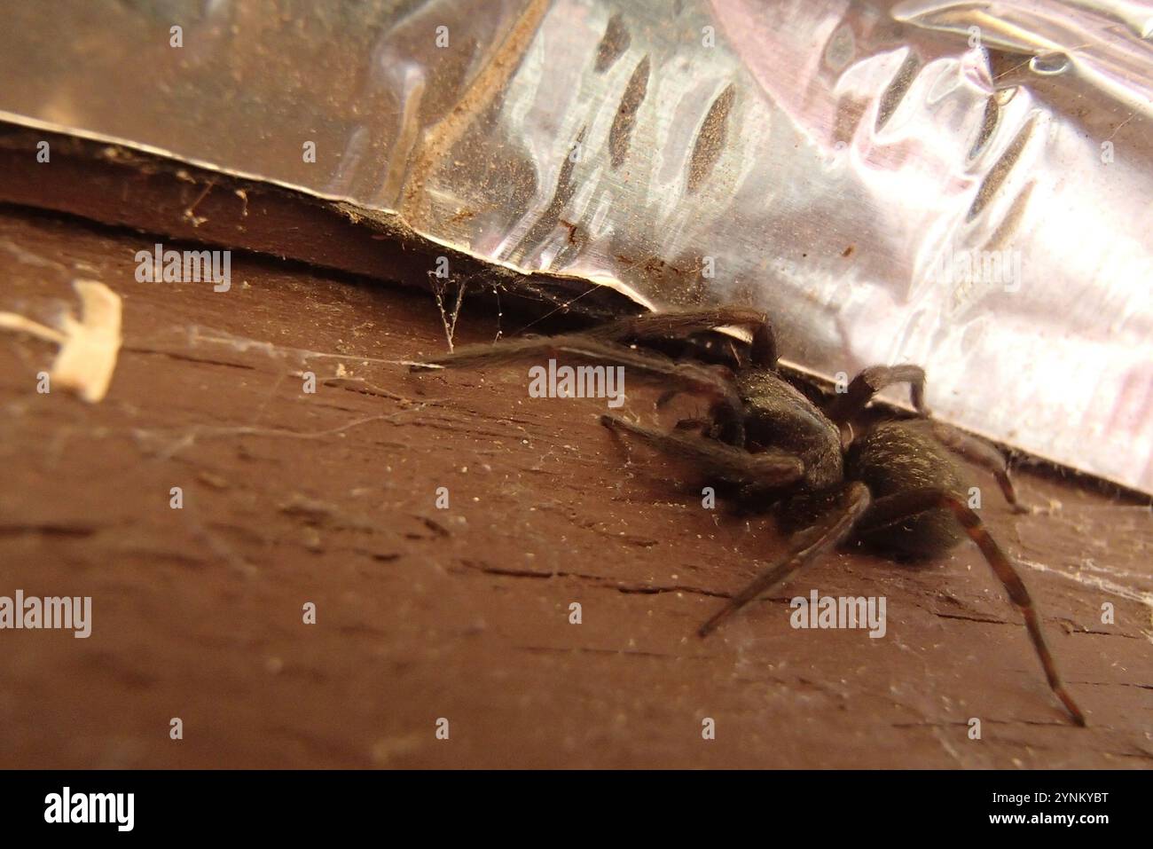 Grey House Spider (Badumna longinqua Stock Photo - Alamy