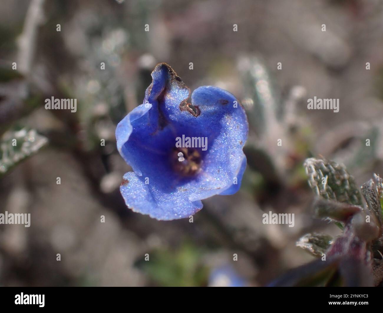 Shrubby Gromwell (Lithodora hispidula hispidula Stock Photo - Alamy