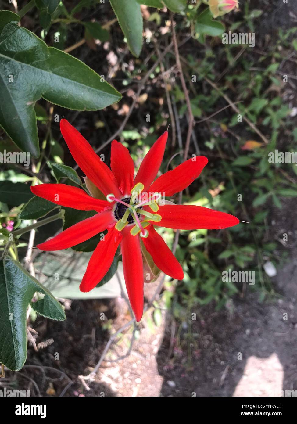 red passionflower (Passiflora manicata Stock Photo - Alamy