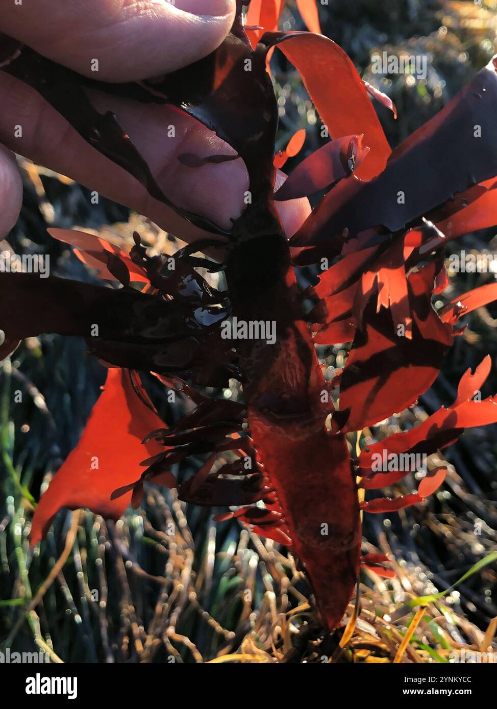 Bleach Weed (Prionitis sternbergii Stock Photo - Alamy