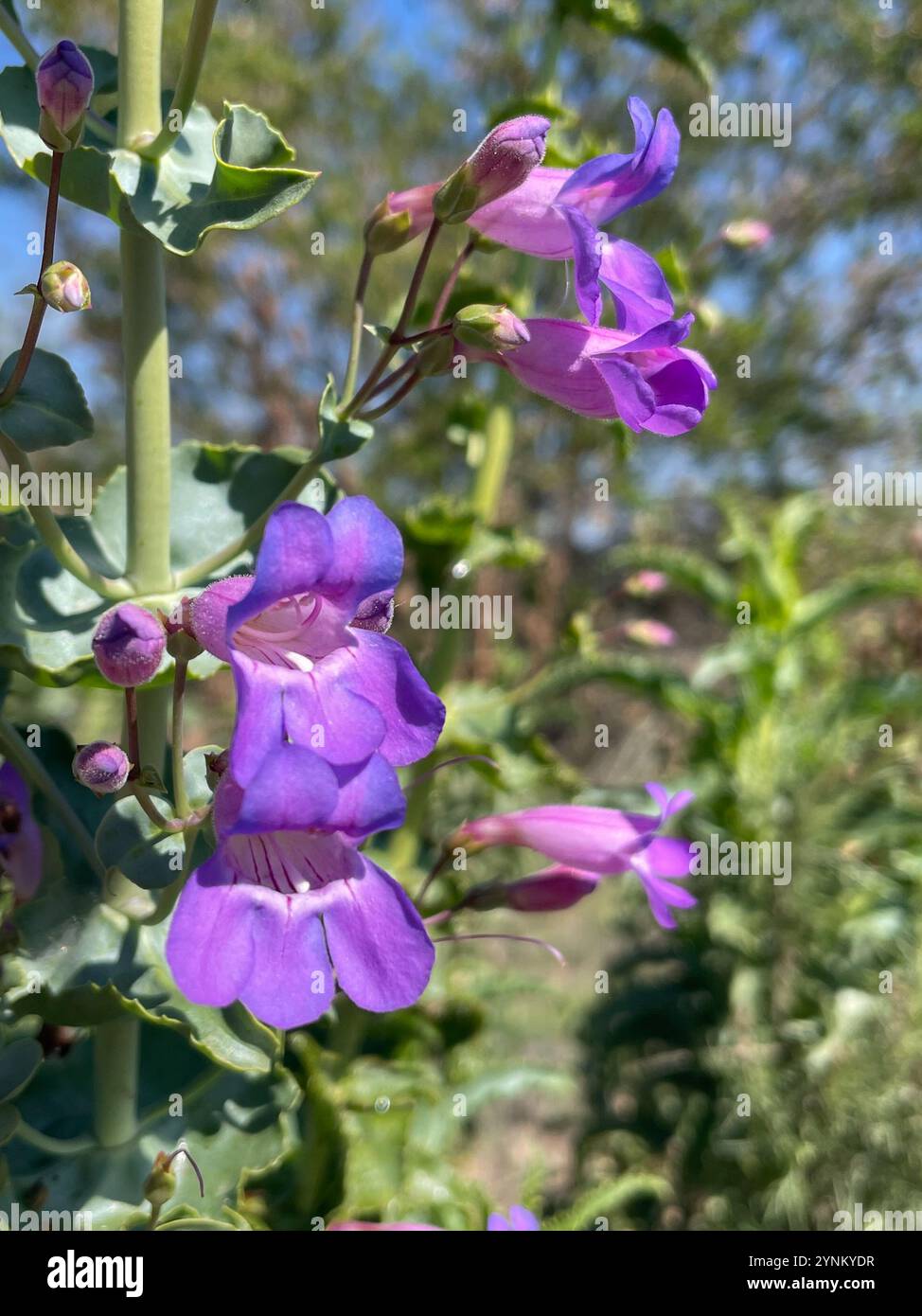 Showy Penstemon (Penstemon spectabilis Stock Photo - Alamy