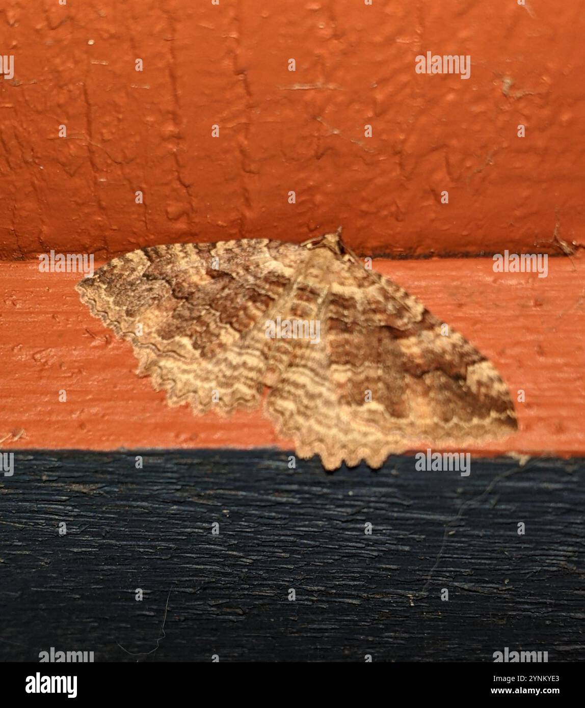 Triphosa haesitata hi-res stock photography and images - Alamy