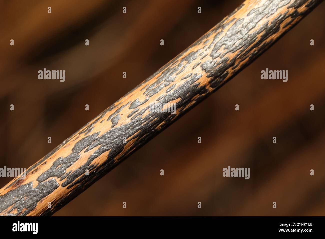 Bracken Map (Rhopographus filicinus Stock Photo - Alamy