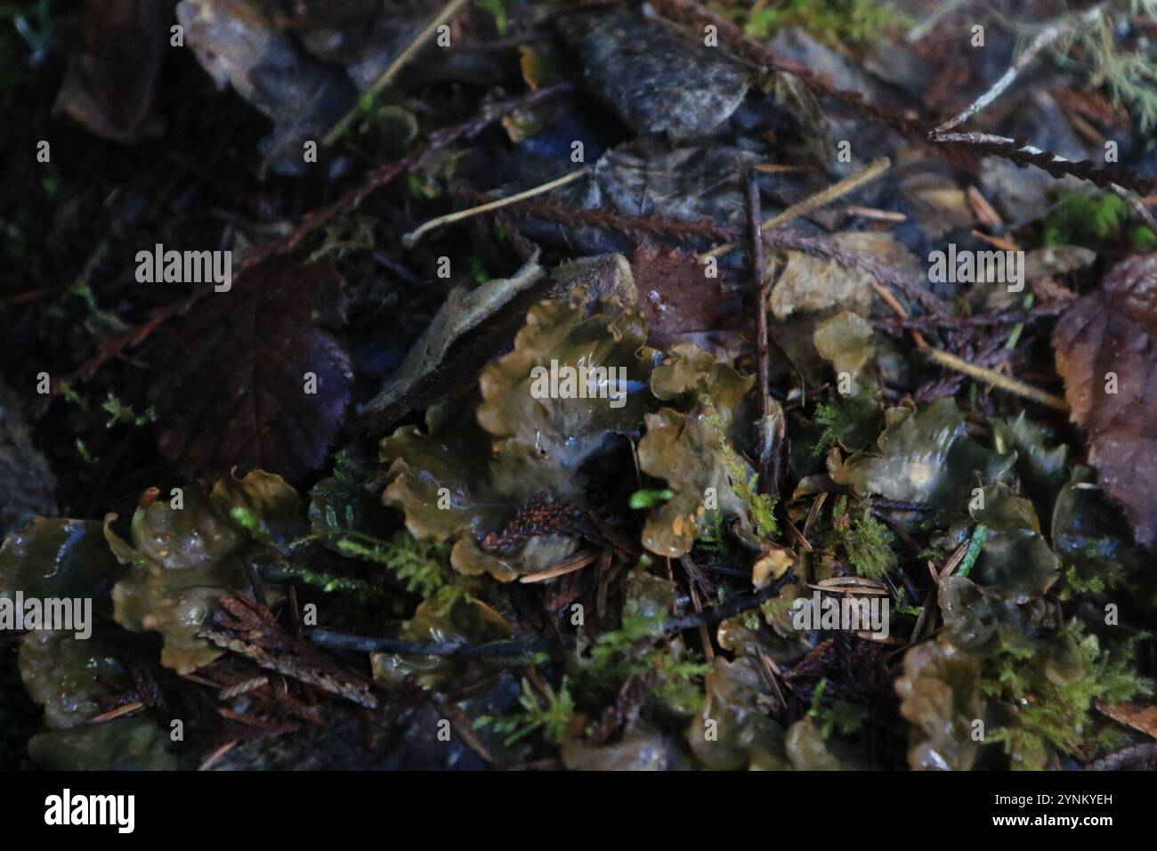 pelt lichens (Peltigera Stock Photo - Alamy