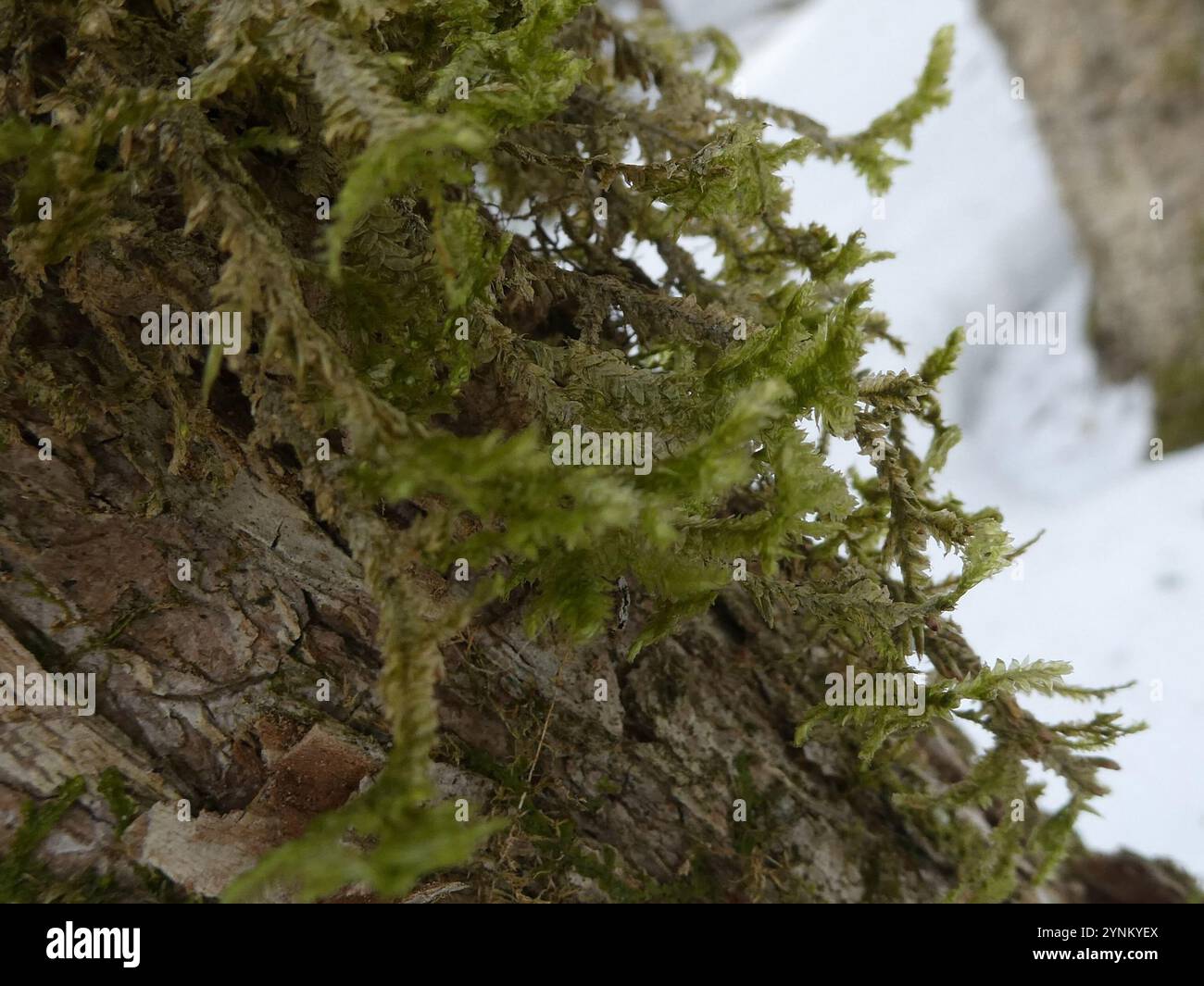 Neckera pennata hi-res stock photography and images - Alamy