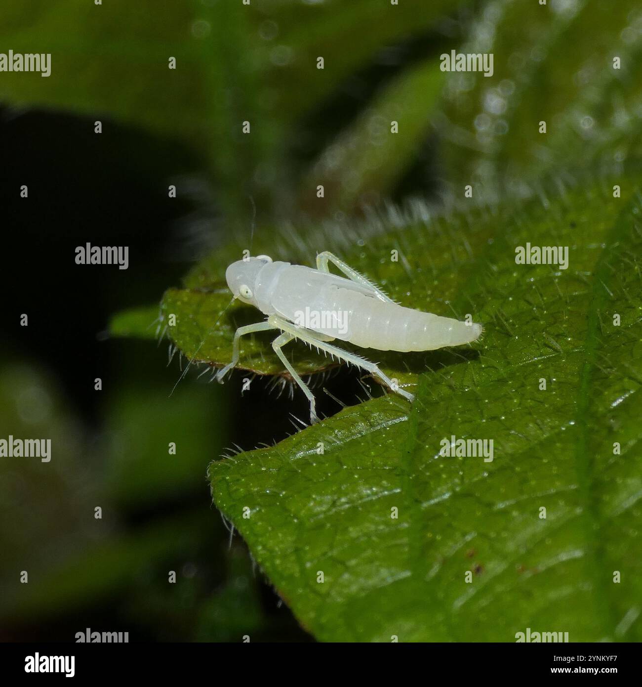 True Hoppers (Auchenorrhyncha Stock Photo - Alamy