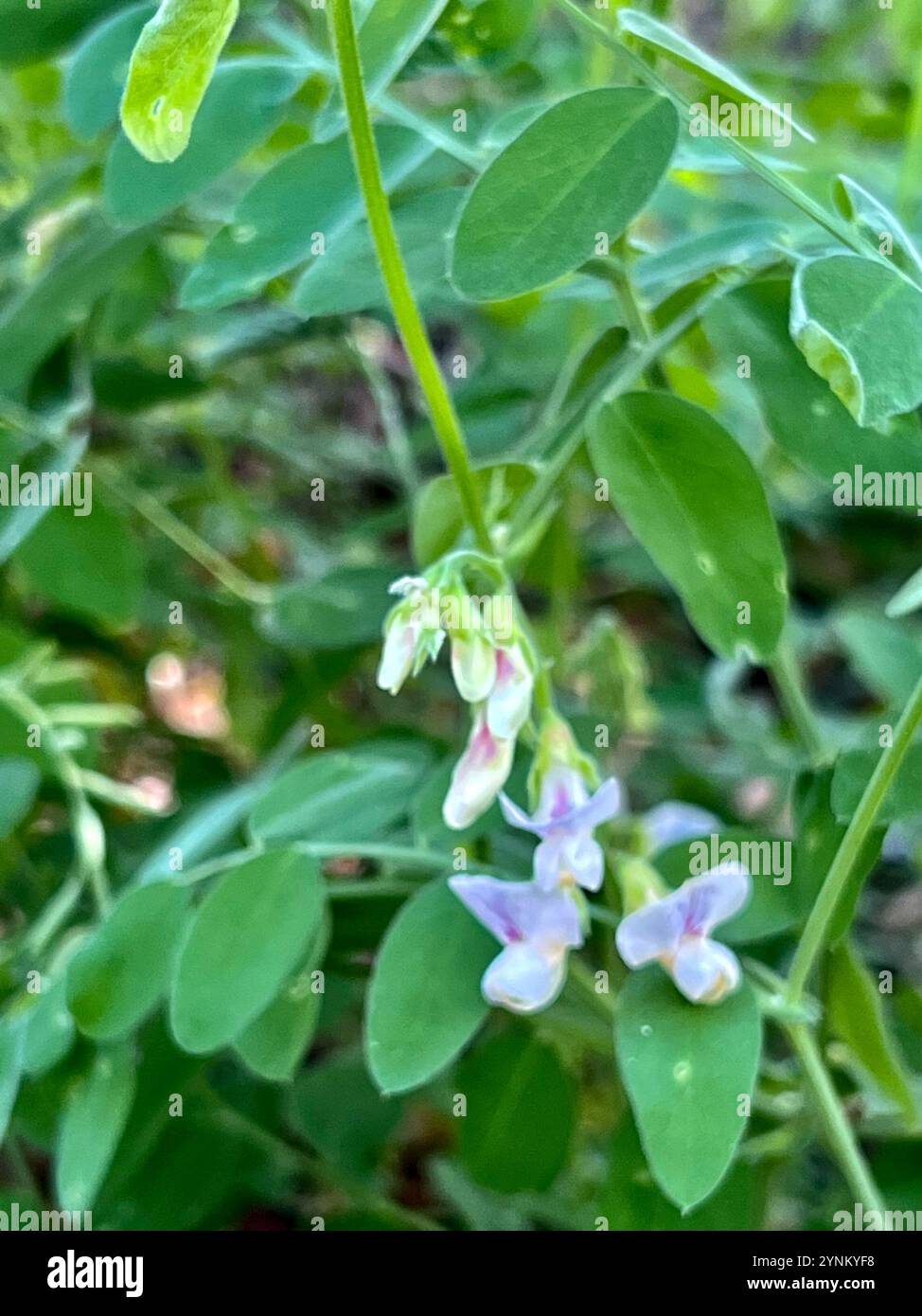 Pacific pea (Lathyrus vestitus Stock Photo - Alamy