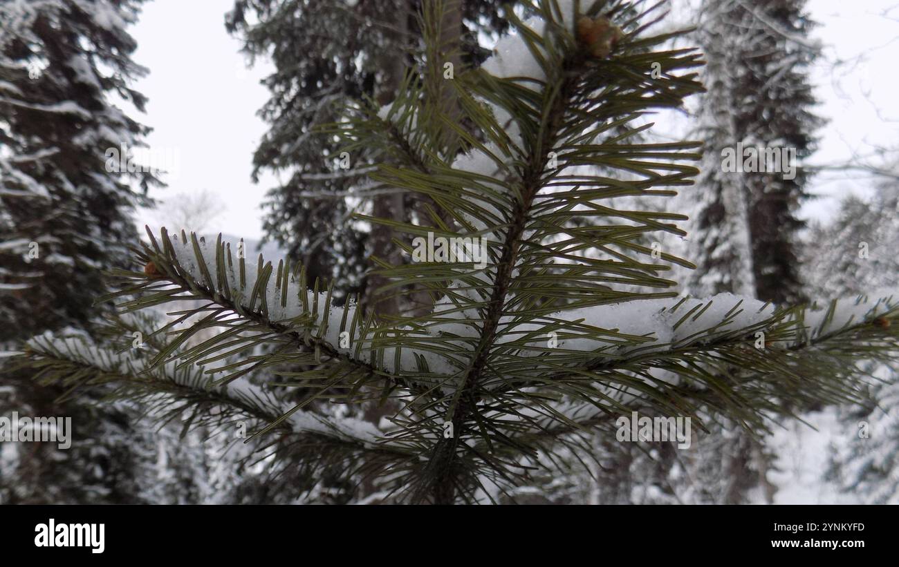 Siberian fir (Abies sibirica Stock Photo - Alamy