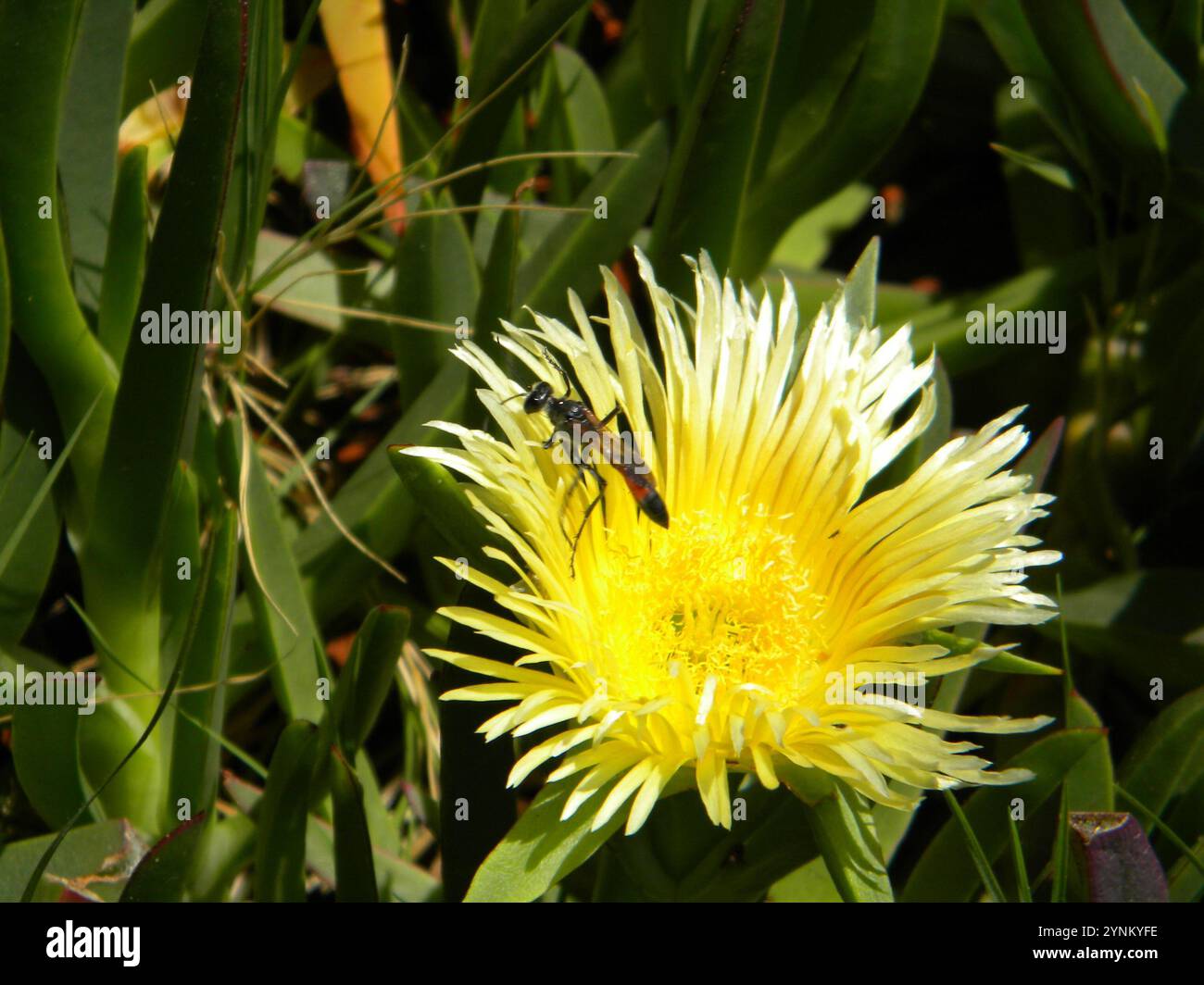 Cutworm Wasps (Podalonia Stock Photo - Alamy