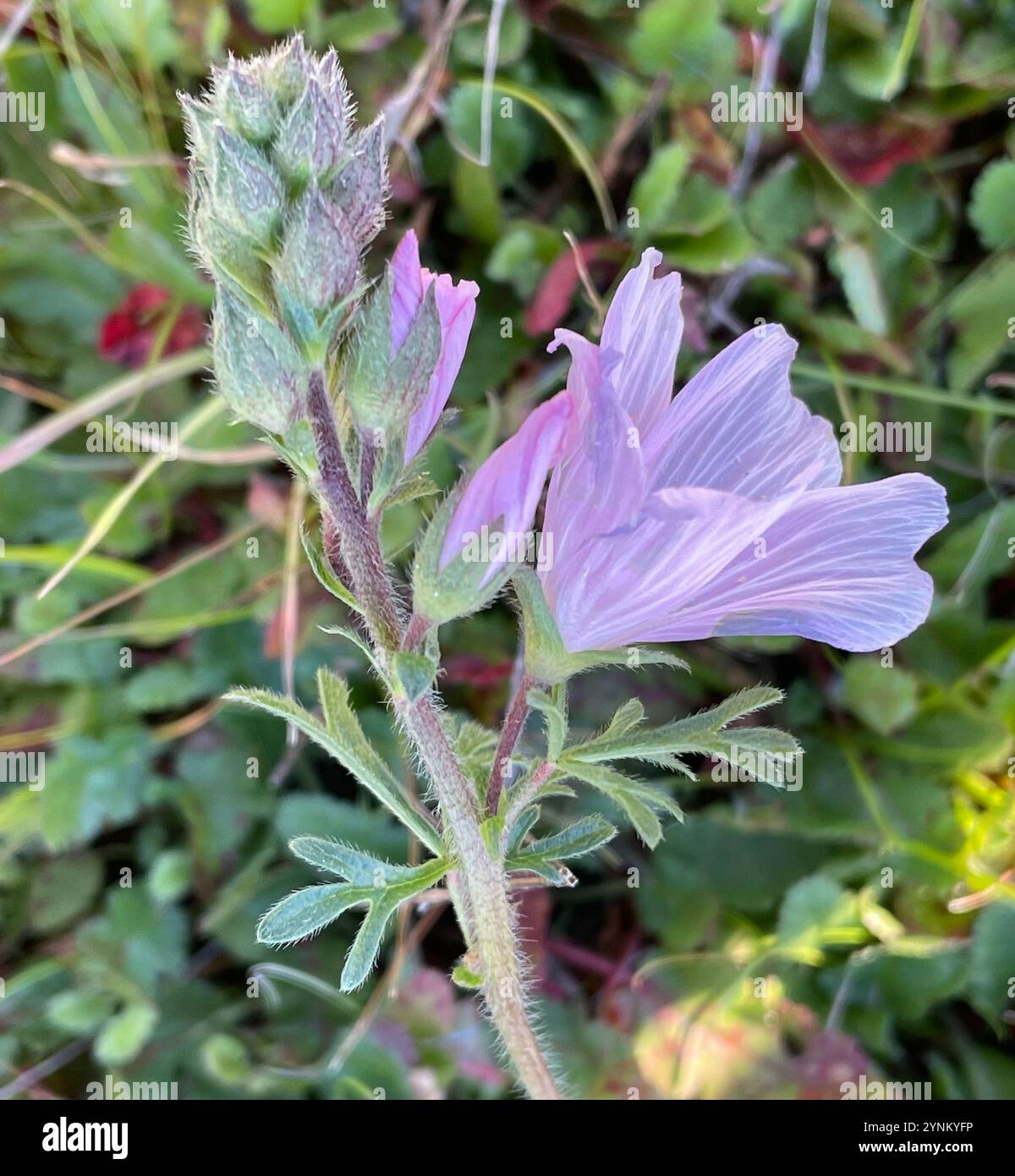 checkerbloom (Sidalcea malviflora Stock Photo - Alamy