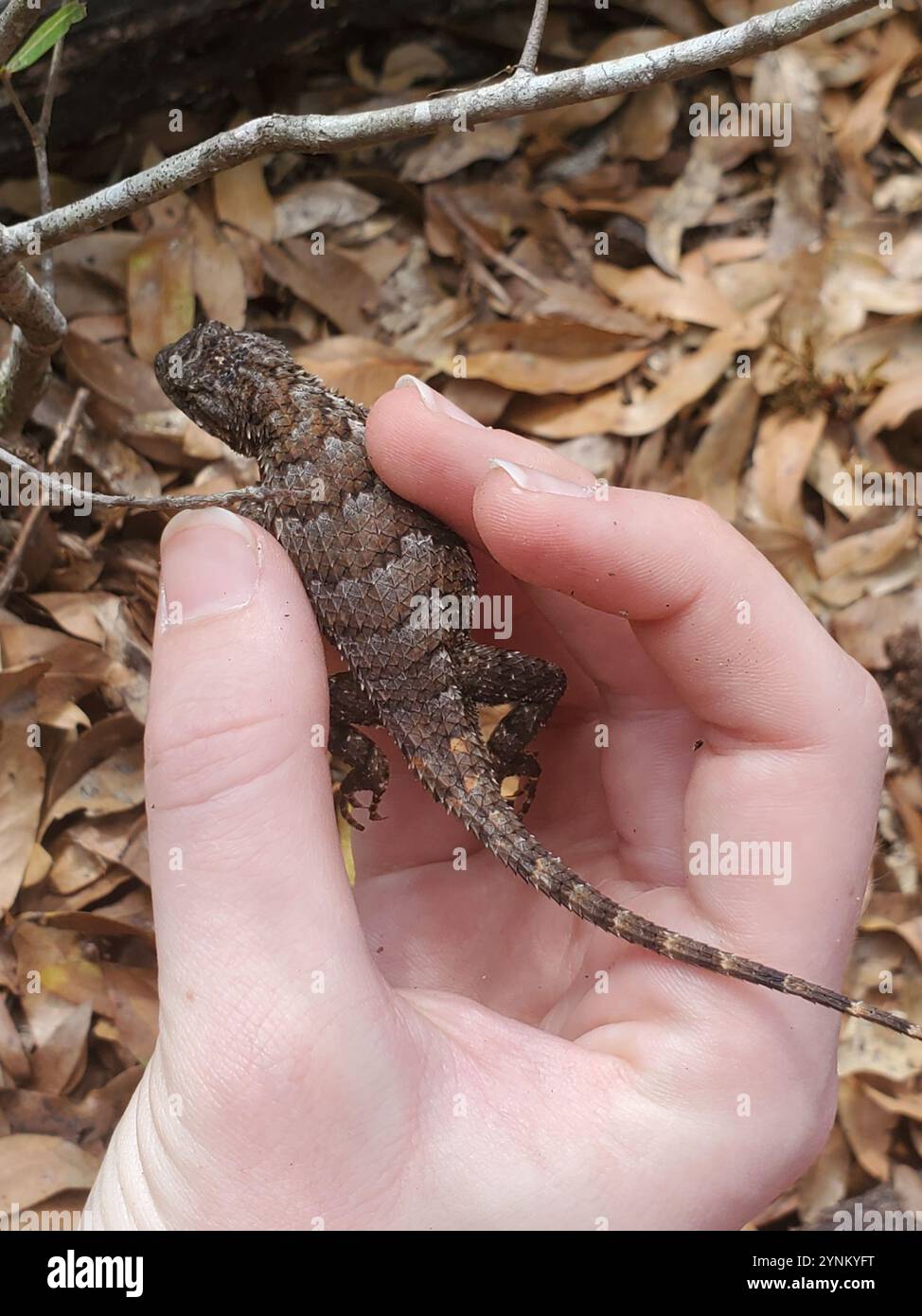 Eastern Fence Lizard (Sceloporus undulatus Stock Photo - Alamy