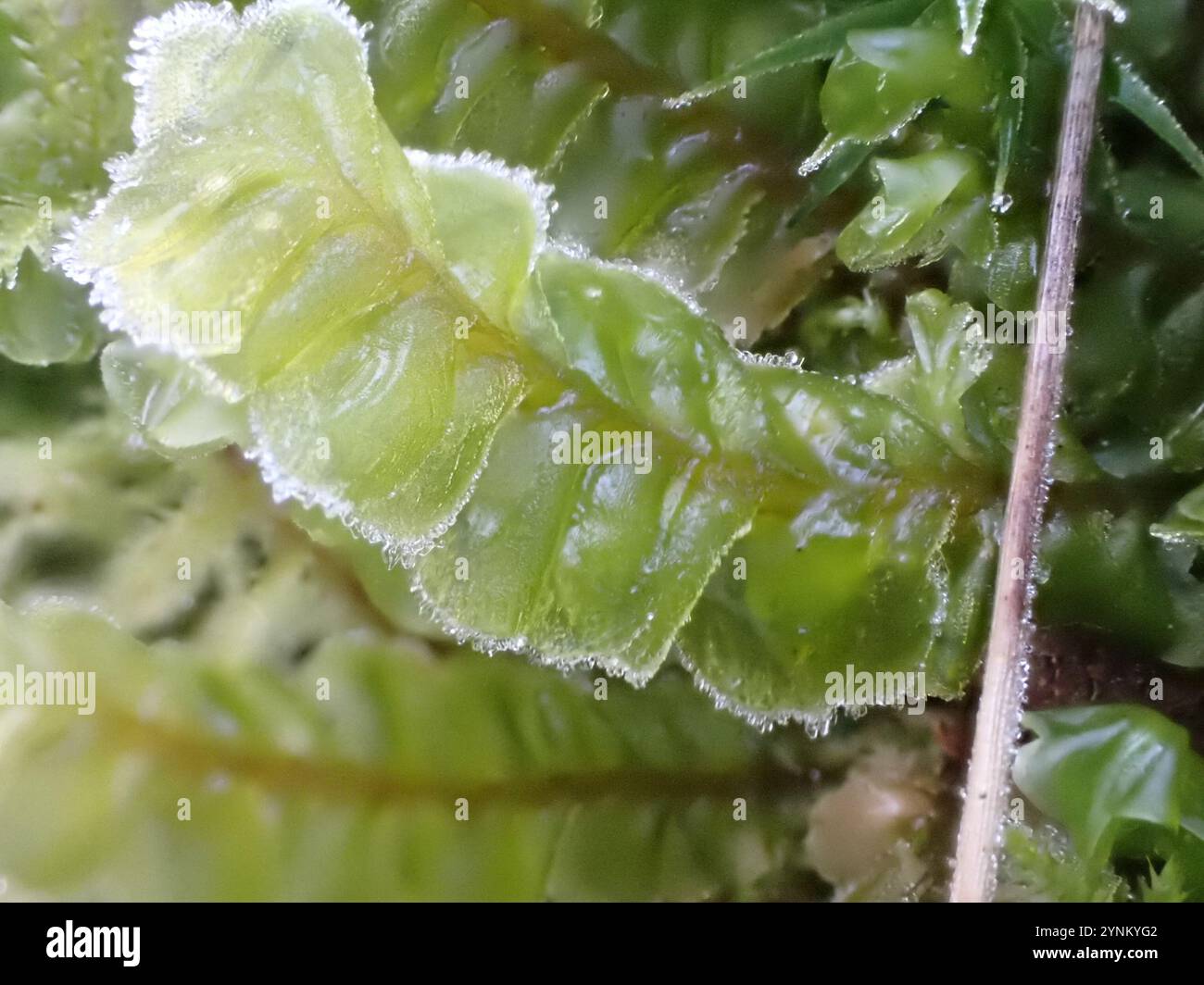 Greater Featherwort (Plagiochila asplenioides Stock Photo - Alamy