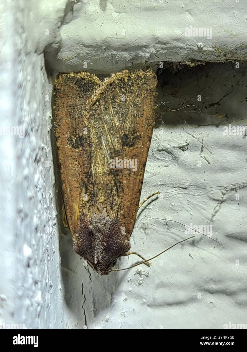 Variegated Cutworm Moth (Peridroma saucia Stock Photo - Alamy