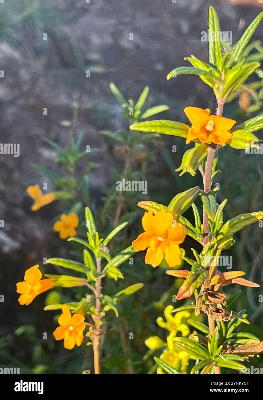 orange bush monkeyflower (Diplacus aurantiacus Stock Photo - Alamy